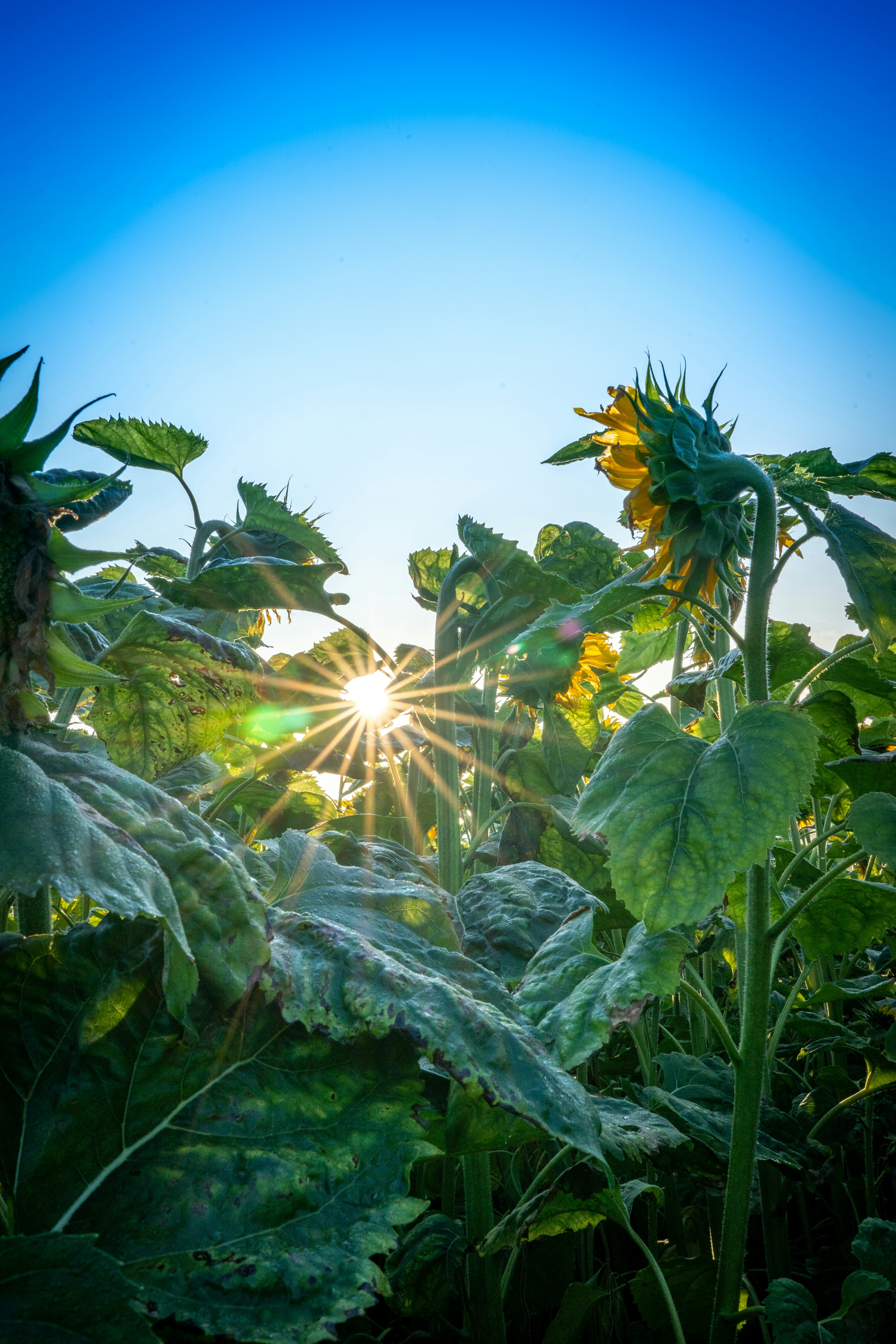 Green plant under blue sky during daytime photo – Free Kendal Image on ...