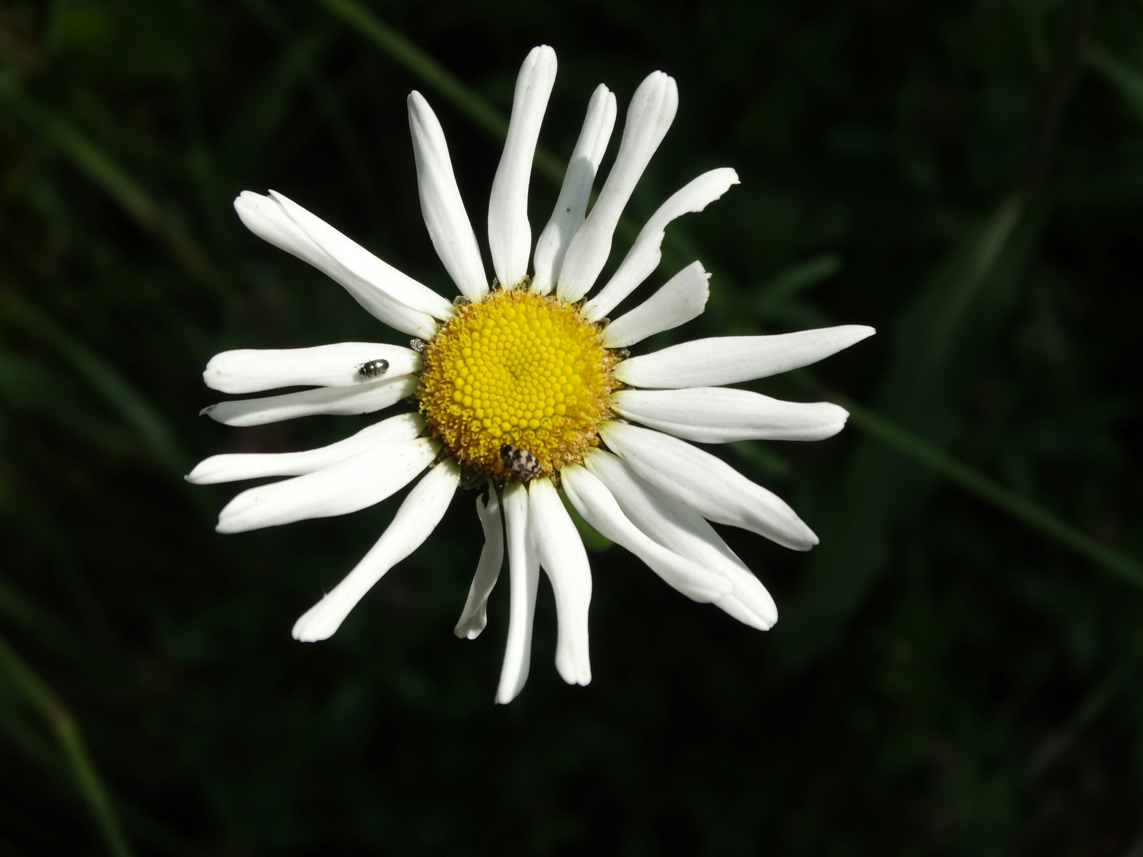 A close-up of a daisy, showcasing its delicate white petals and vibrant yellow center, surrounded by lush greenery.