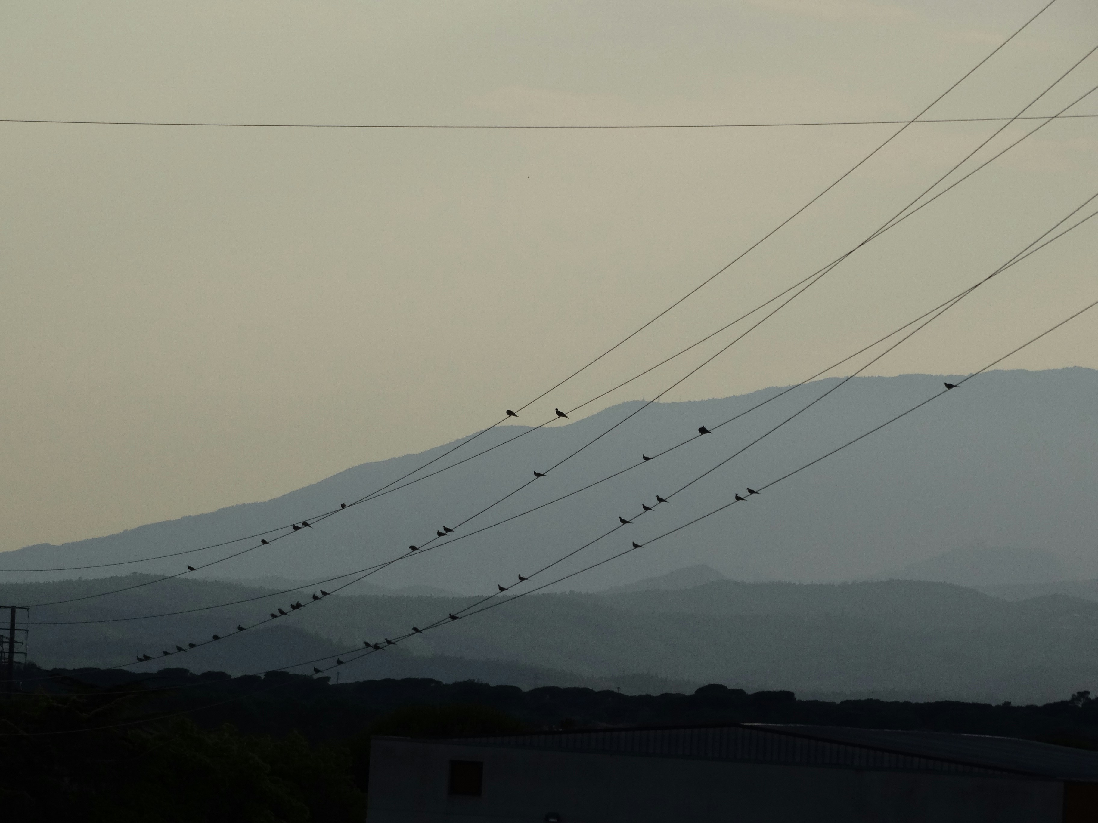 Silhouetted birds perched on power lines against a hazy mountain backdrop during twilight.