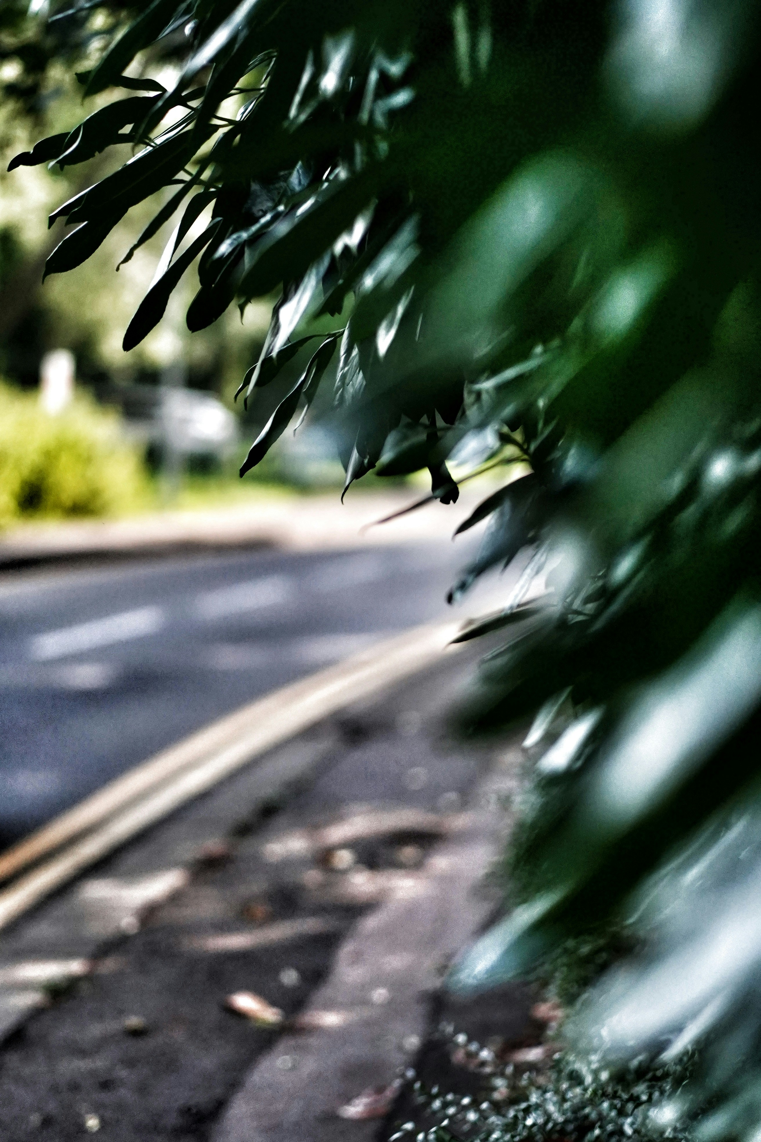 Hidden Lane: Blurred Foliage Framing a Quiet Street Edge