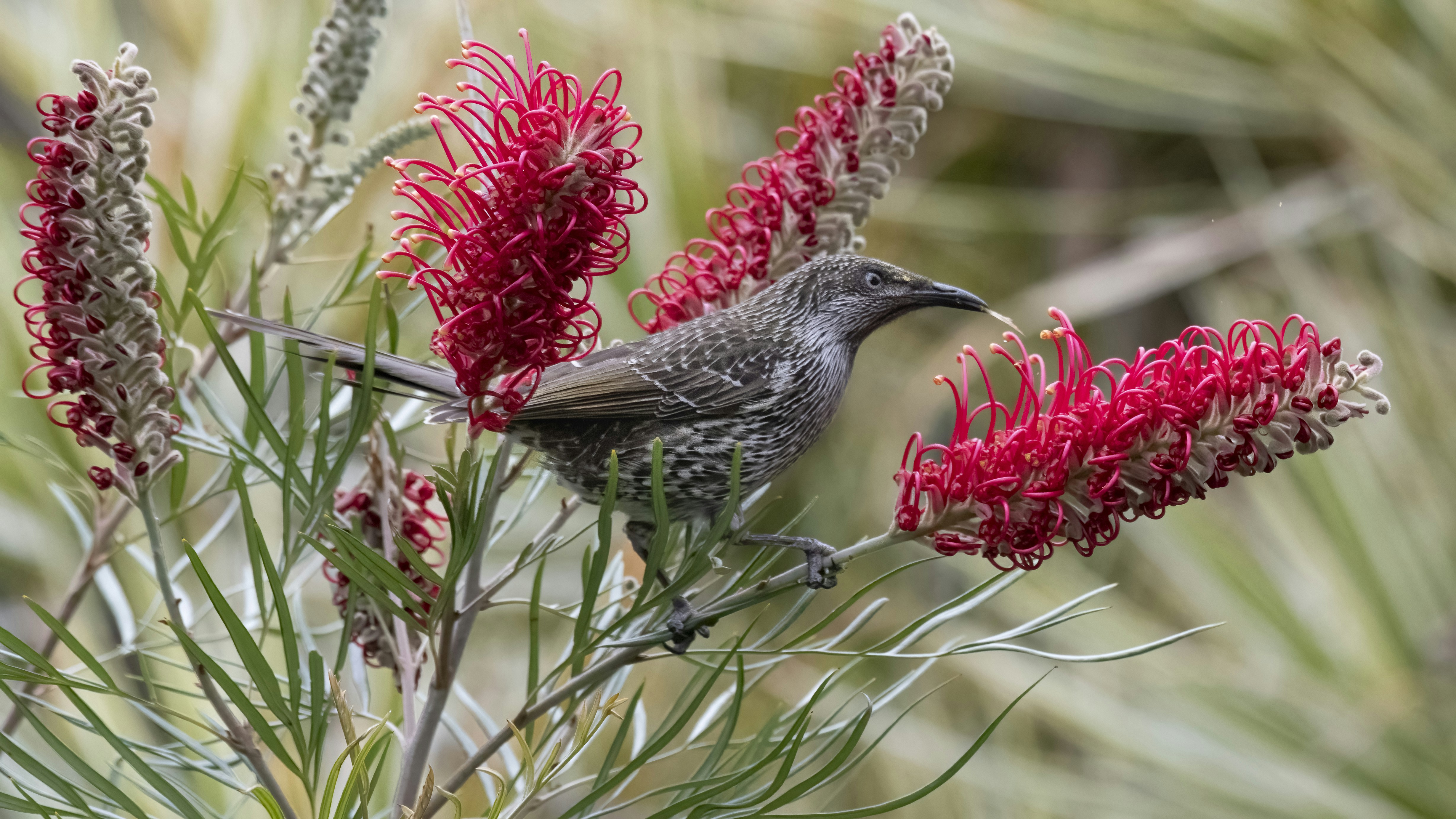 Silent Gray Songbird Among Crimson Spike Blooms