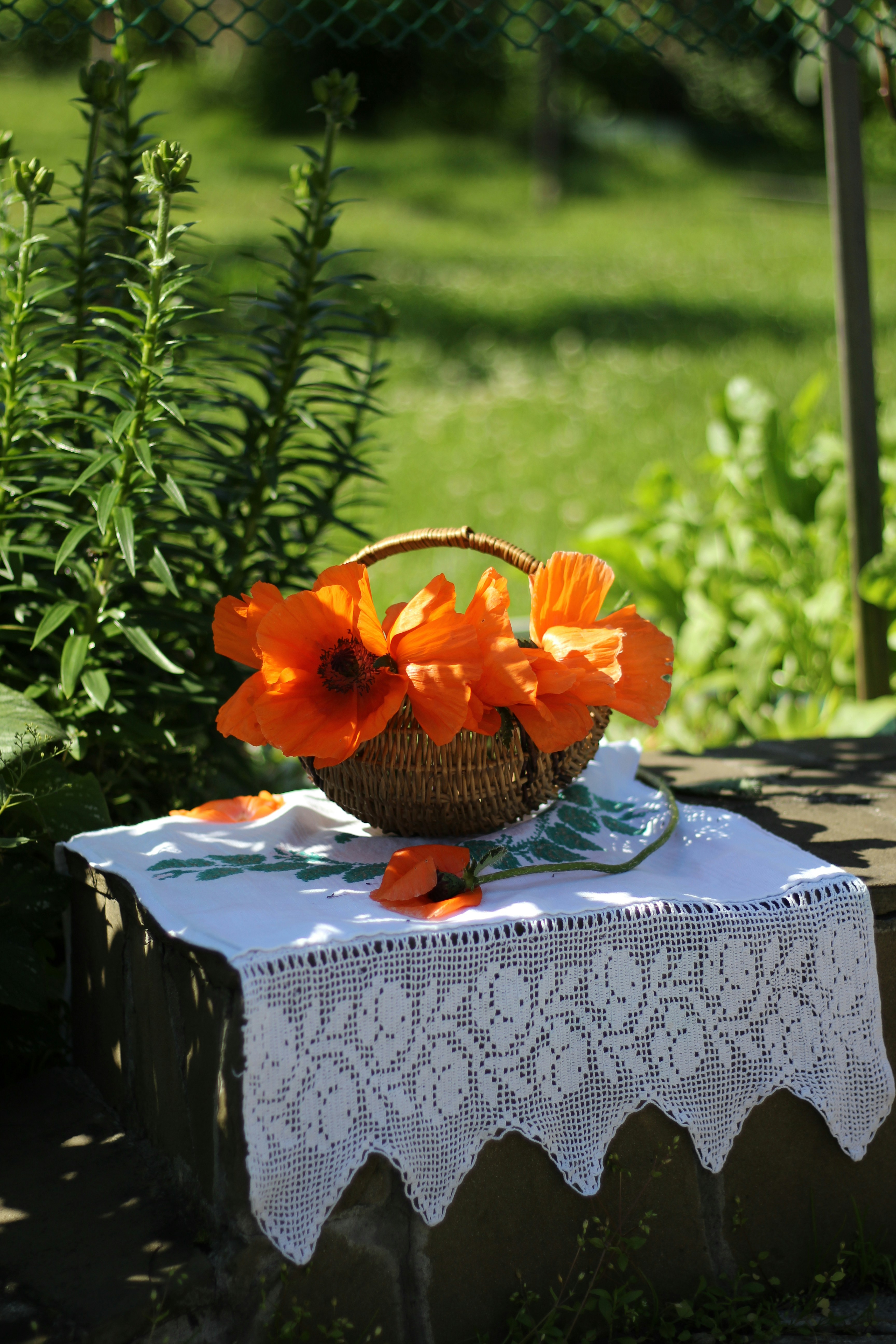 Woven basket overflowing with bright orange poppies rests on a lace tablecloth, surrounded by lush greenery. A serene garden setting enhances the floral display.
