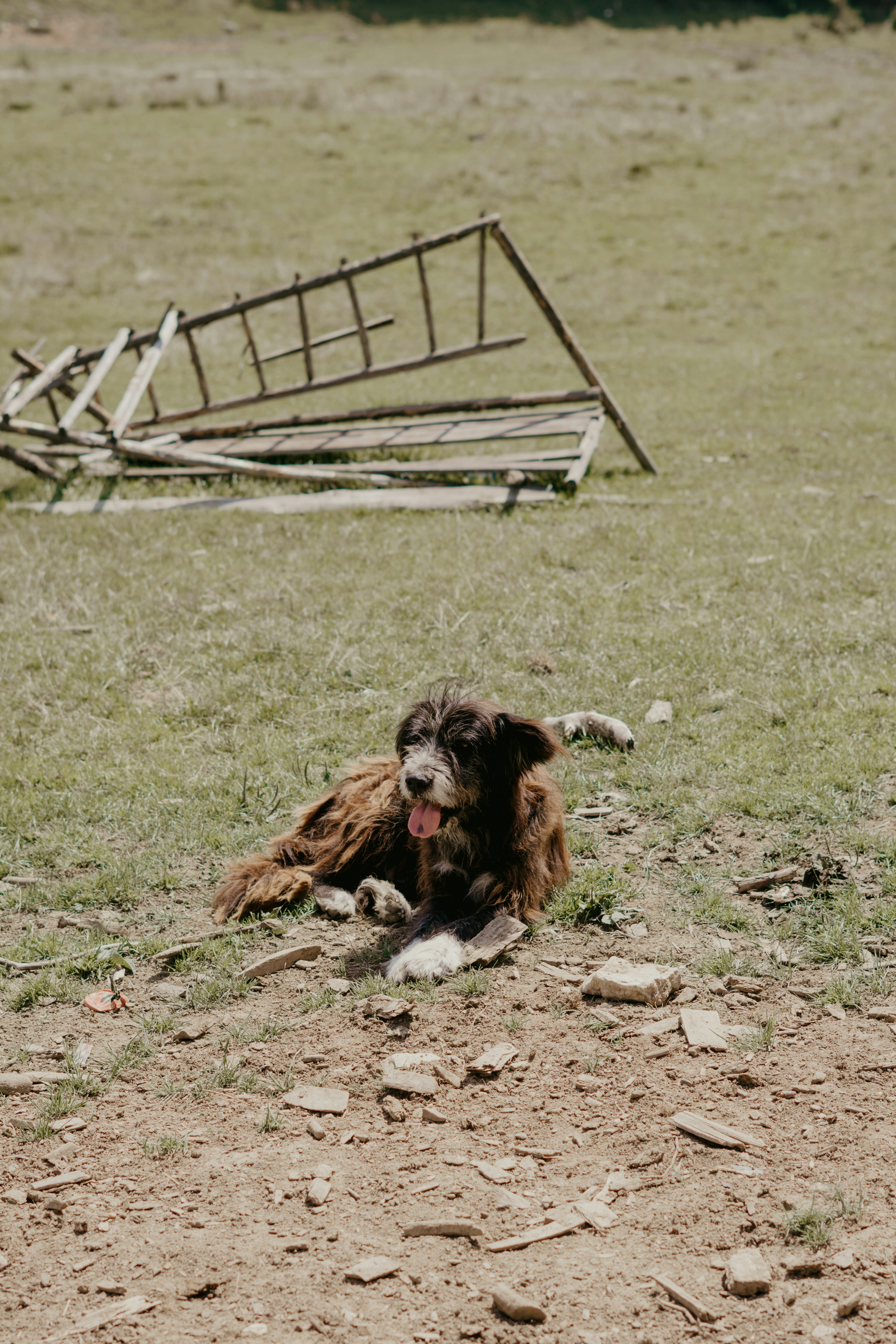 black and brown long coated dog lying on green grass field during daytime