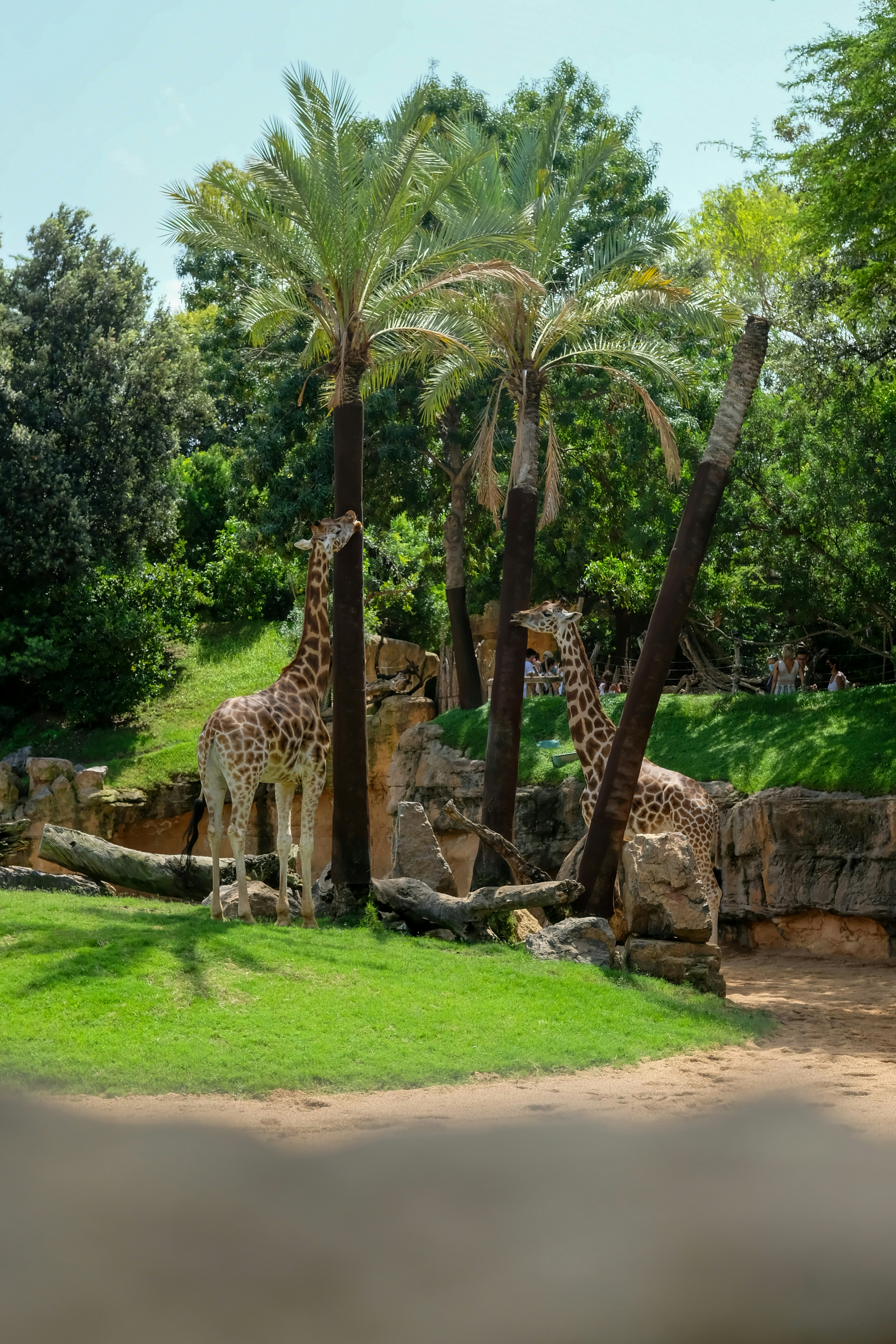Two giraffes standing gracefully near palm trees in a lush green environment, showcasing a peaceful habitat. 