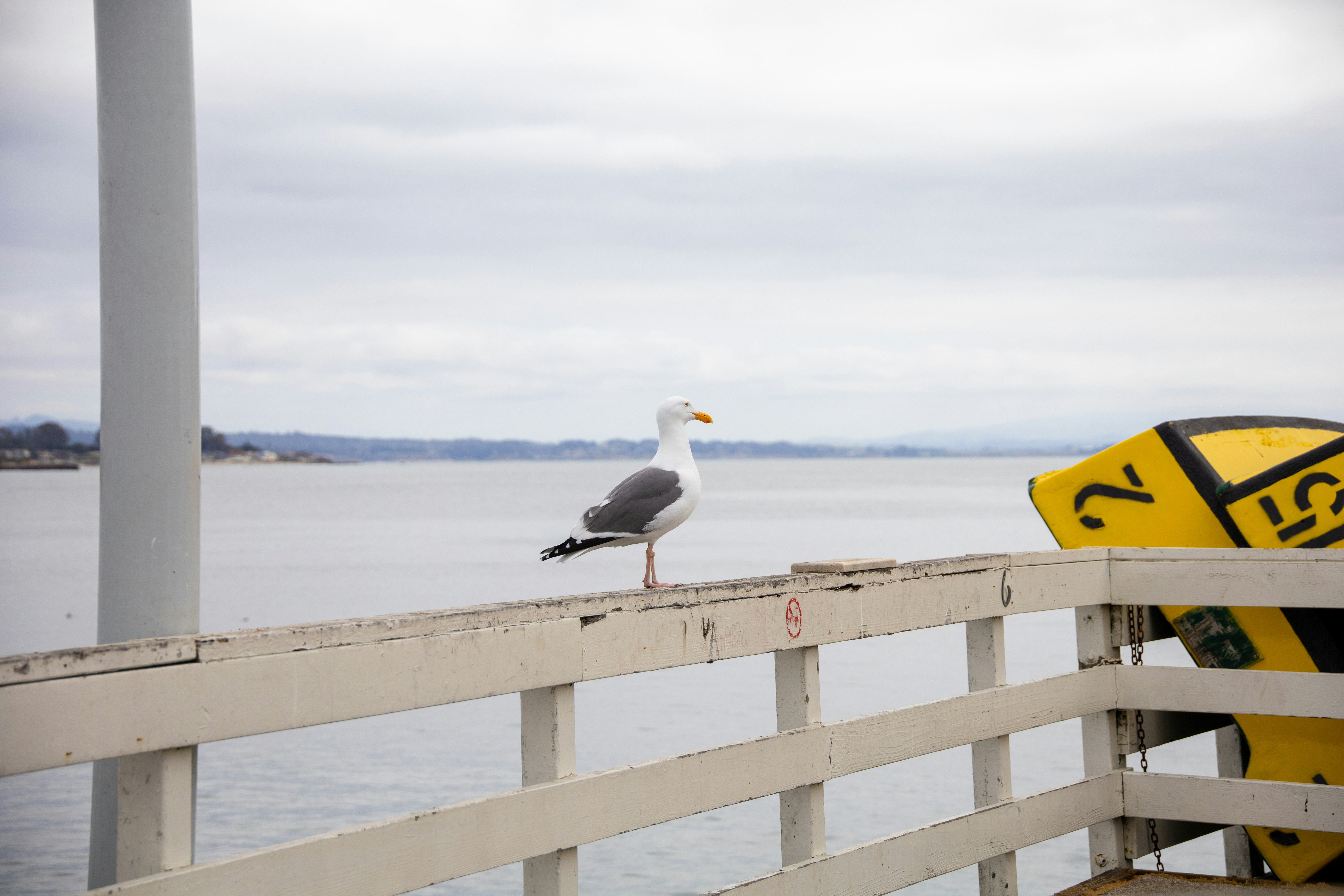 Seagull on a Weathered Pier: Quiet Contrast by Open Water