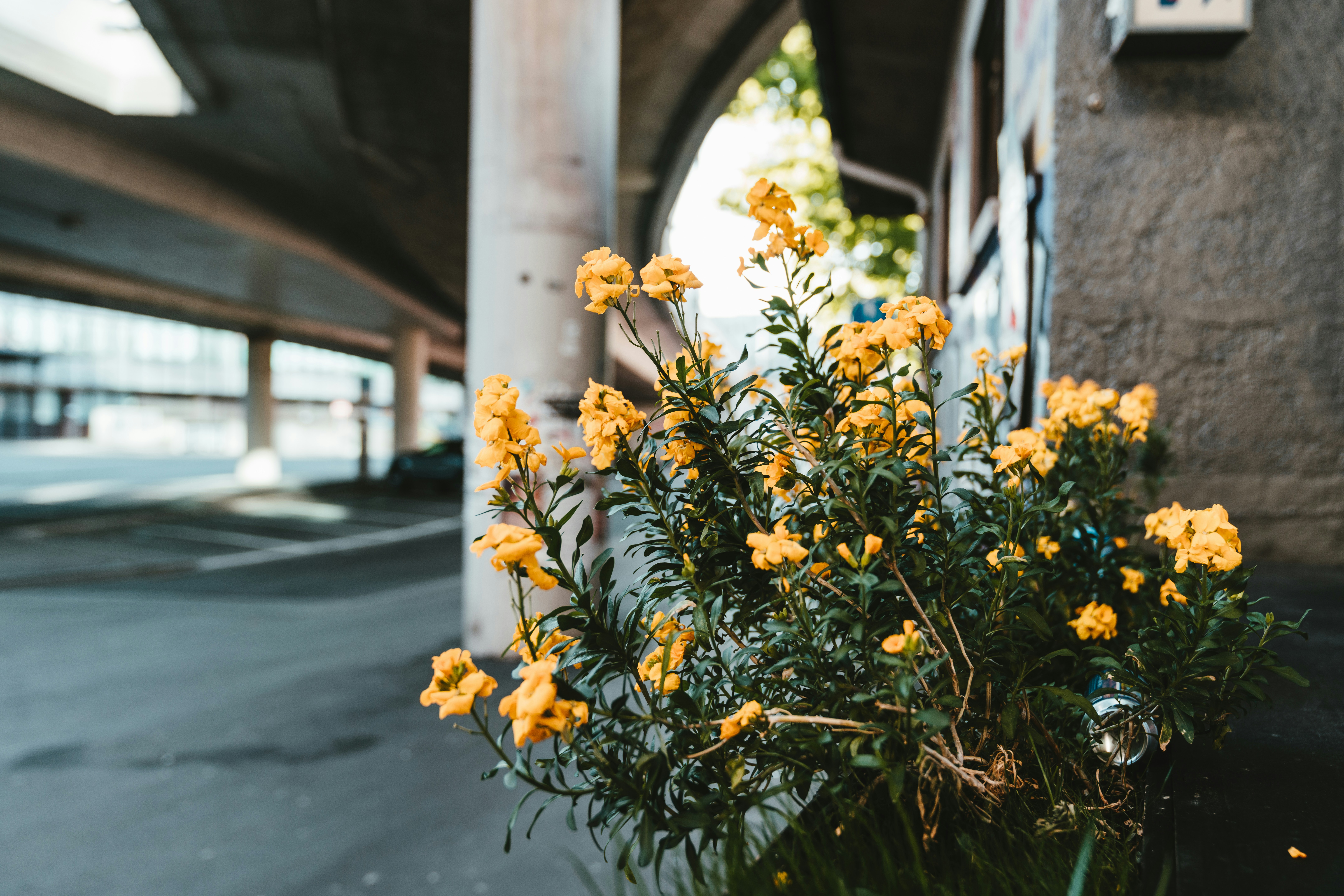 yellow flowers on gray concrete floor