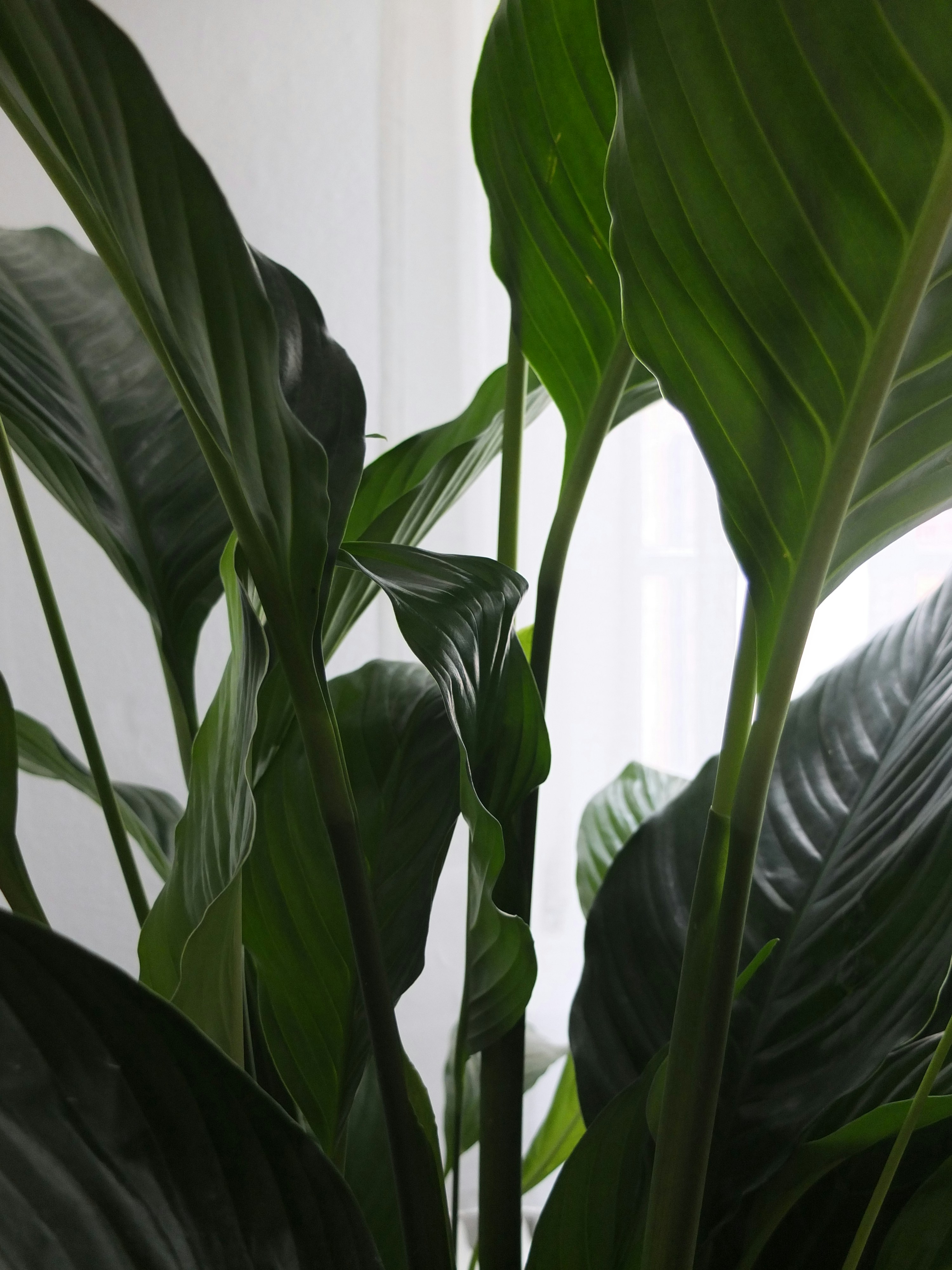 A dense arrangement of vibrant green leaves partially obscuring a bright window, creating a serene indoor atmosphere.