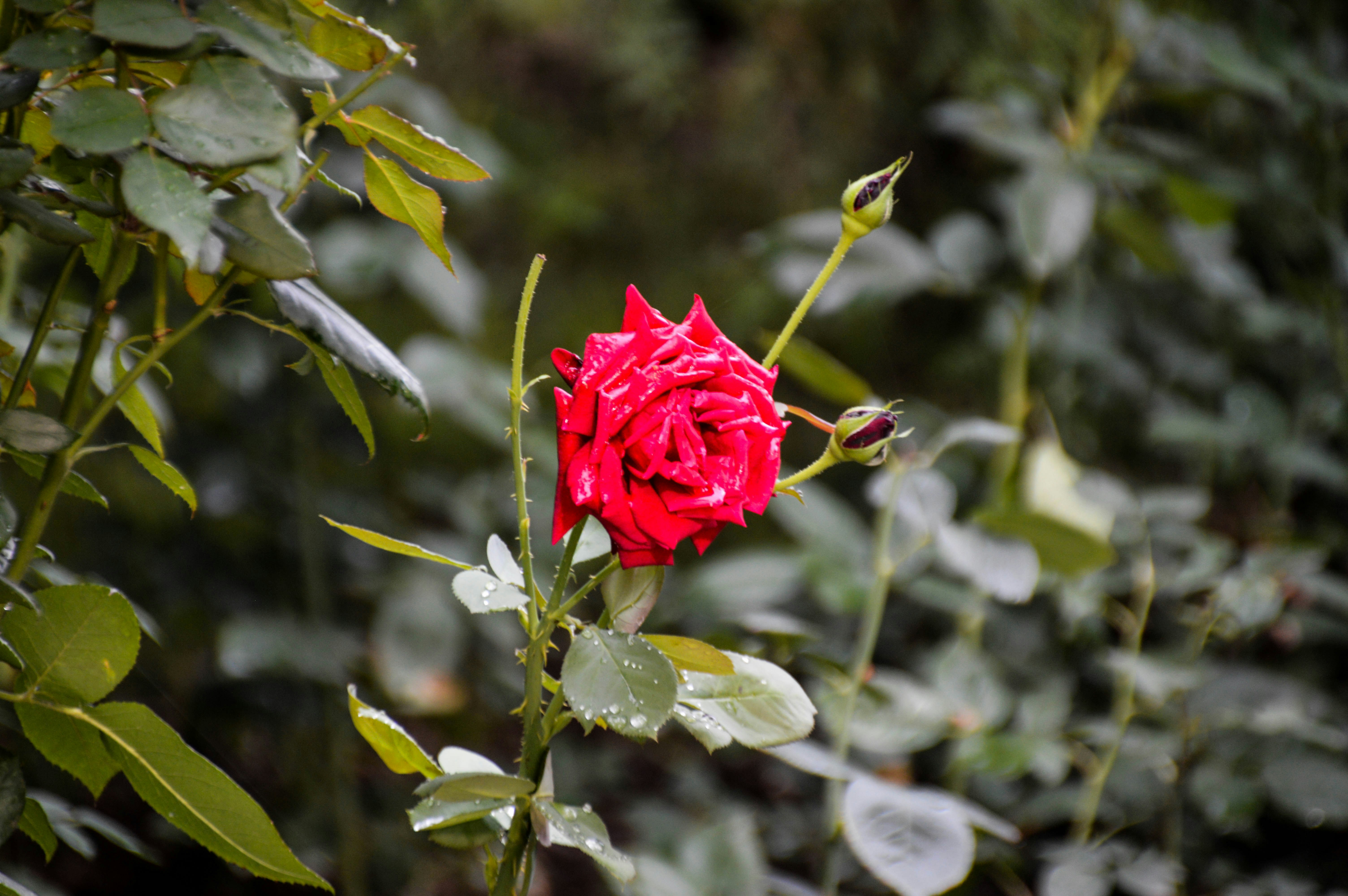 Vibrant red rose surrounded by lush green foliage, glistening with raindrops. A symbol of beauty and resilience in nature.