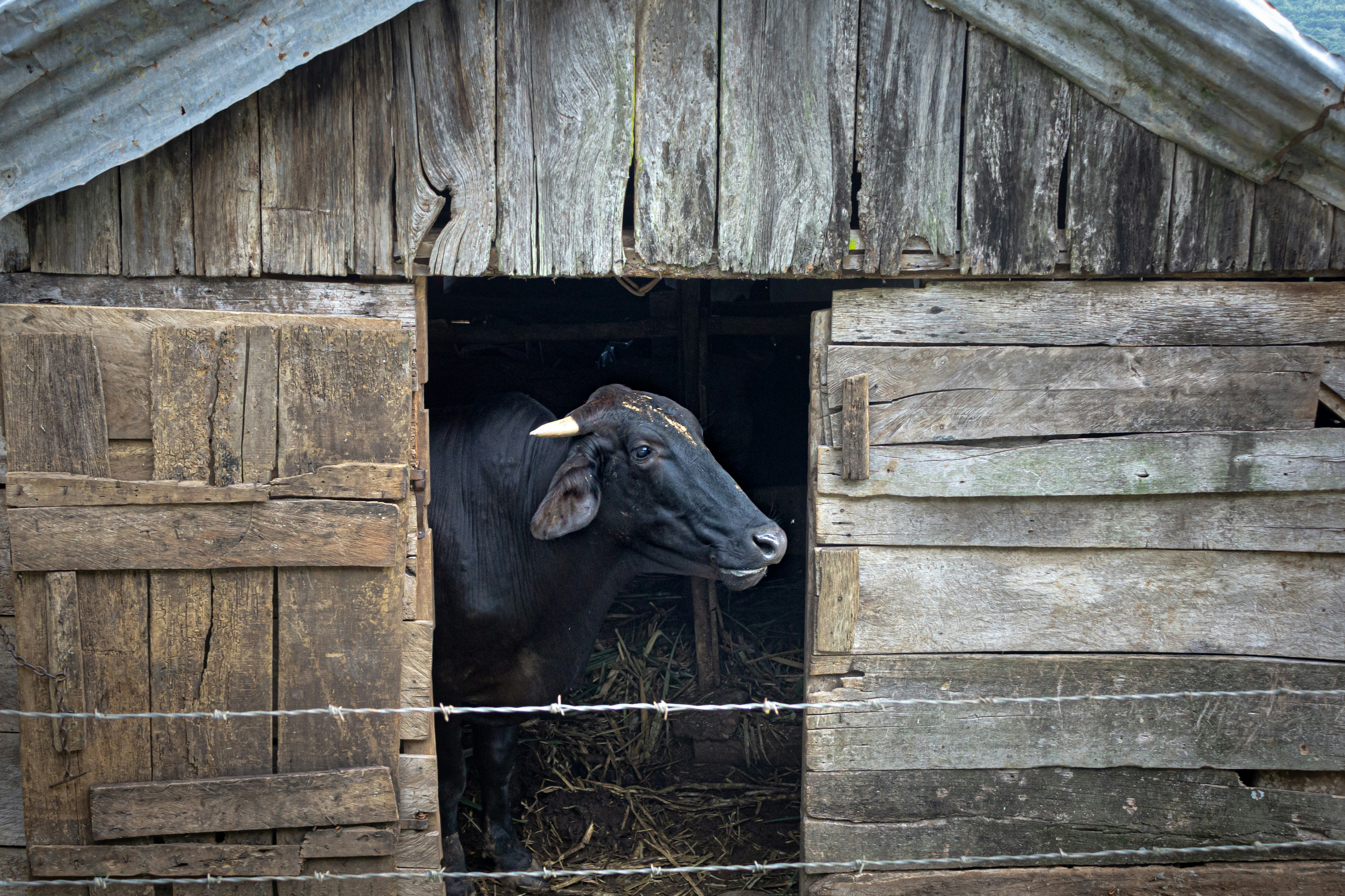 Bull at the Threshold: a Black Silhouette in a Weathered Barn