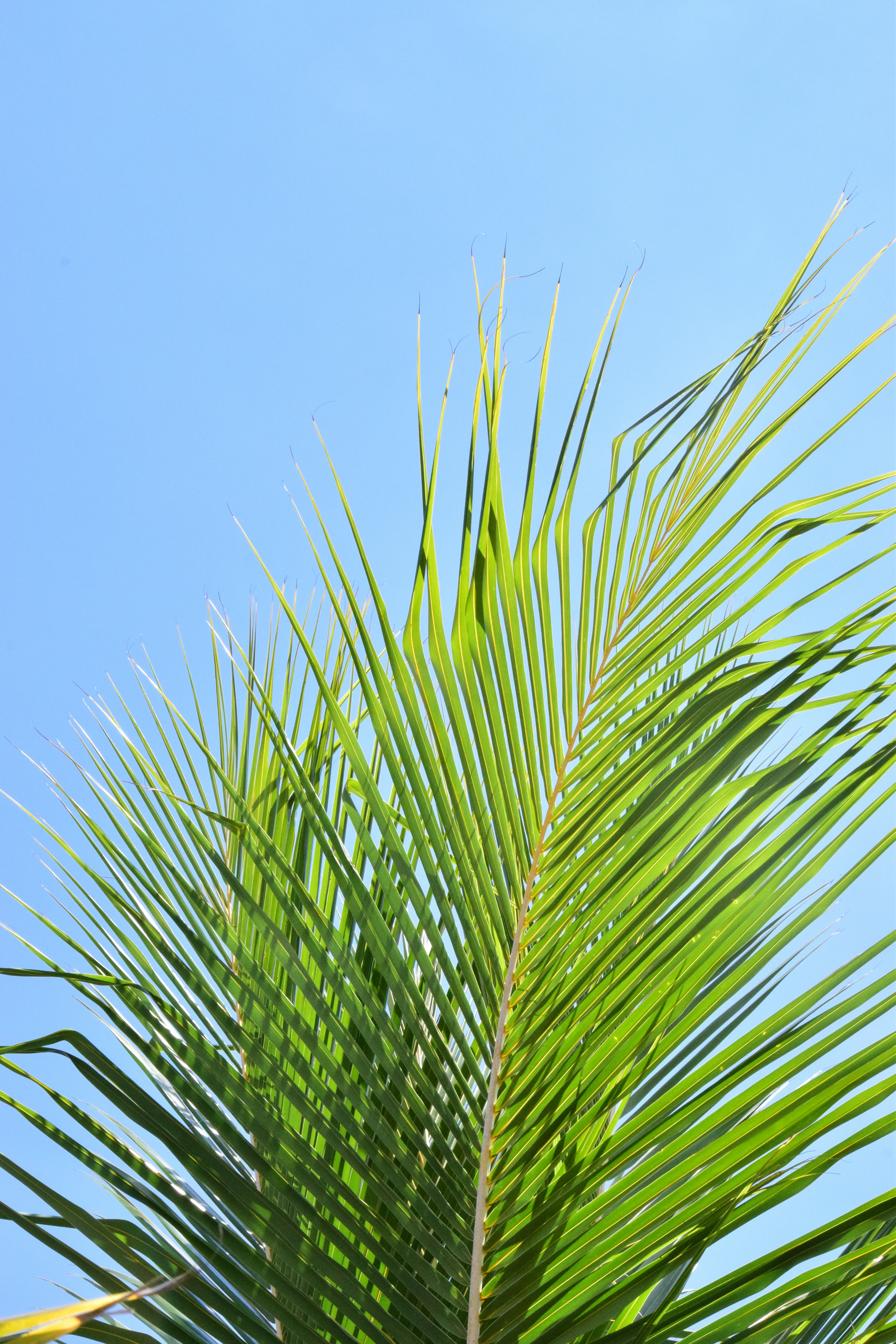 Lush palm fronds reaching towards a clear blue sky, embodying a serene tropical atmosphere.