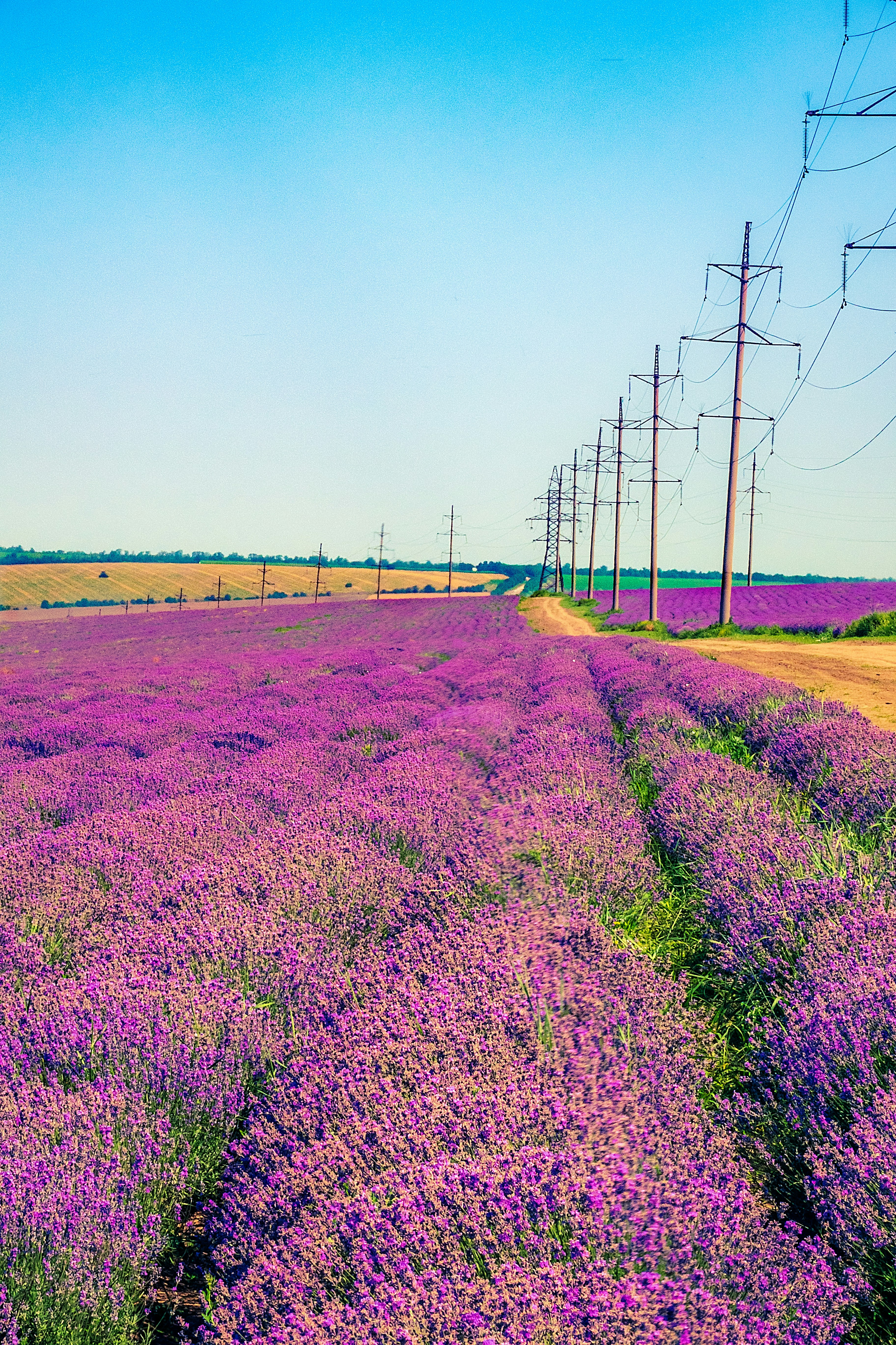 Vanishing Lavender: Purple Rows Converge Toward a Distant Horizon with Power Lines
