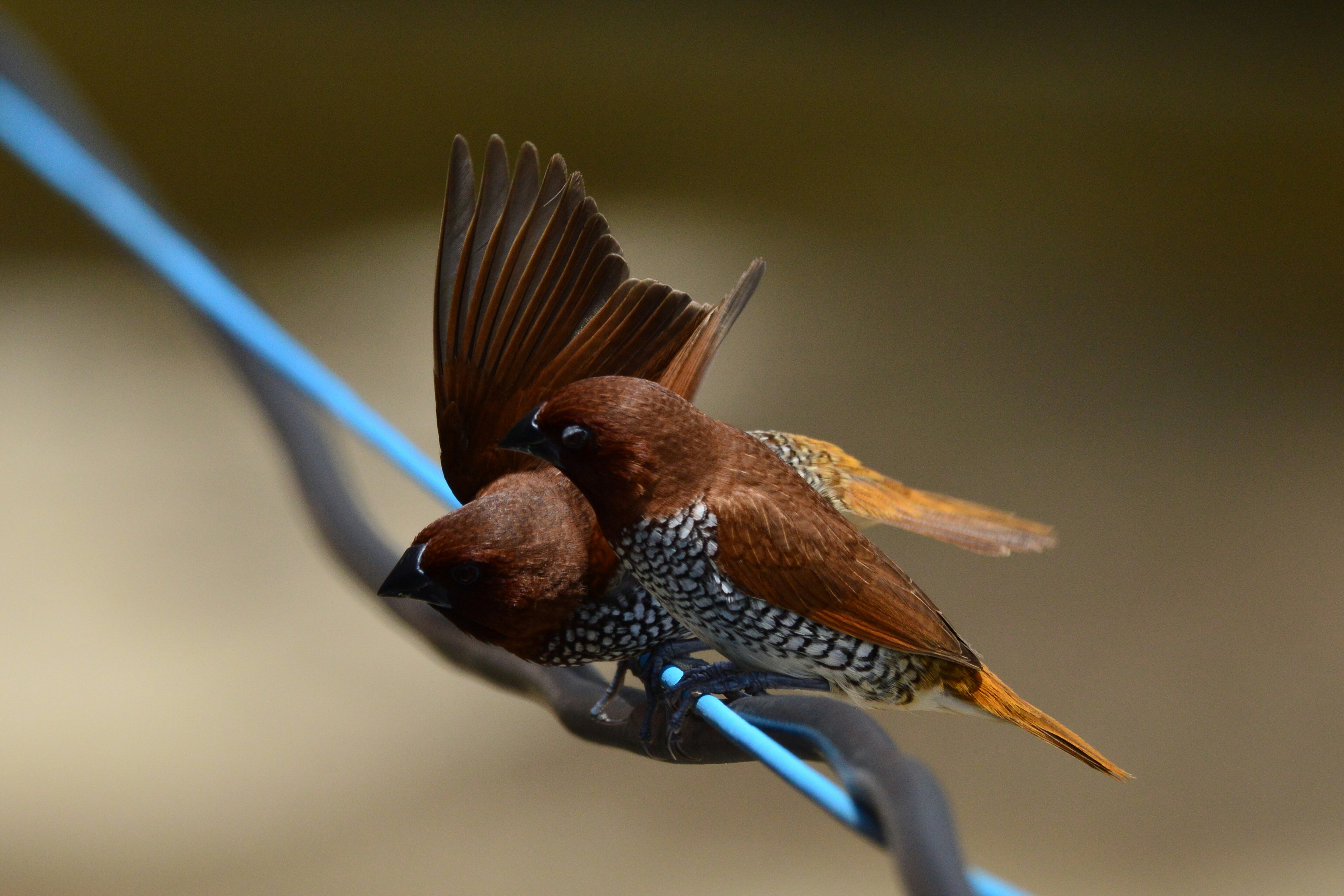 Harmony in Flight: A Dance of Feathered Companions