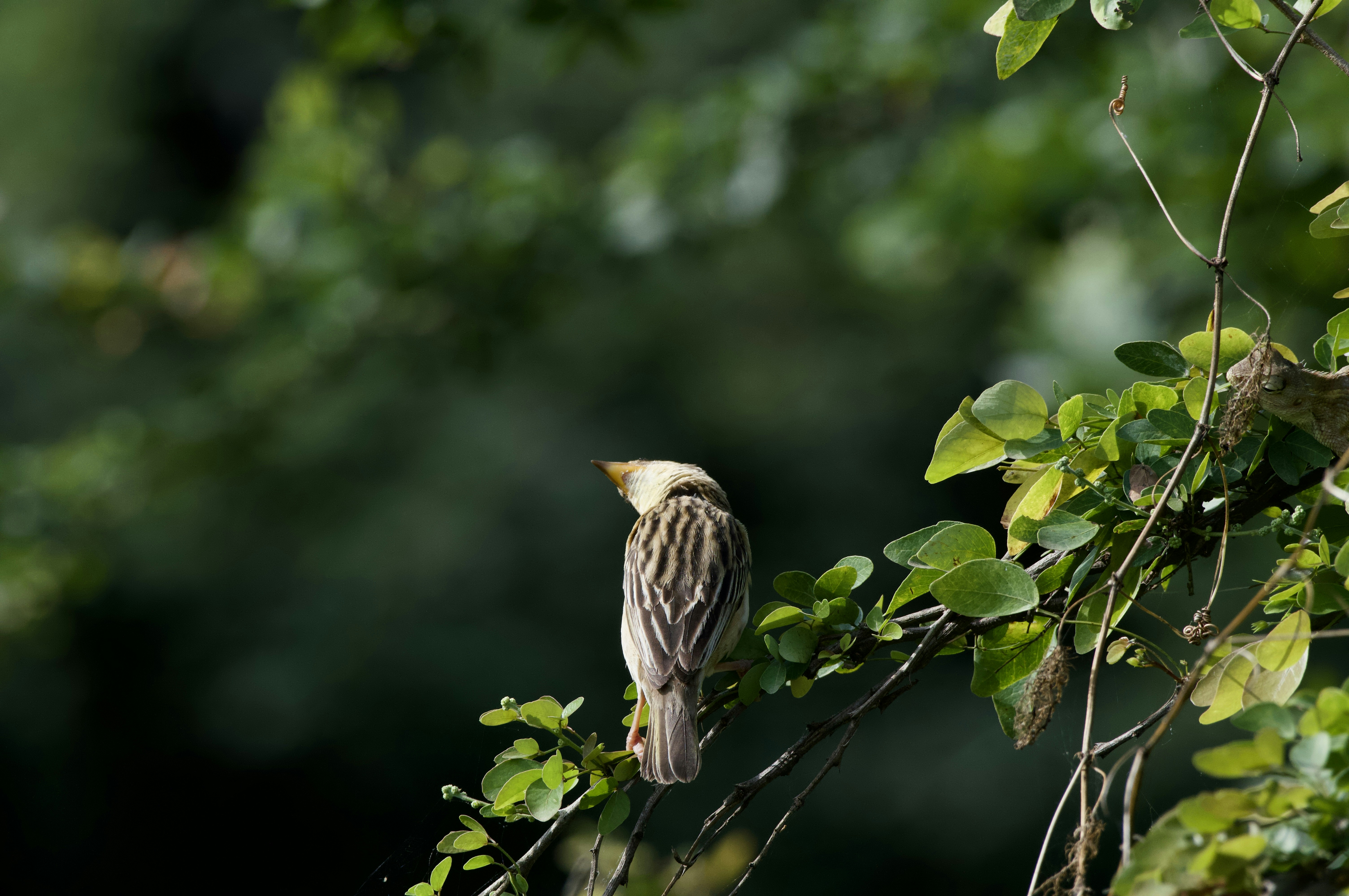Silent Observer Amongst the Foliage