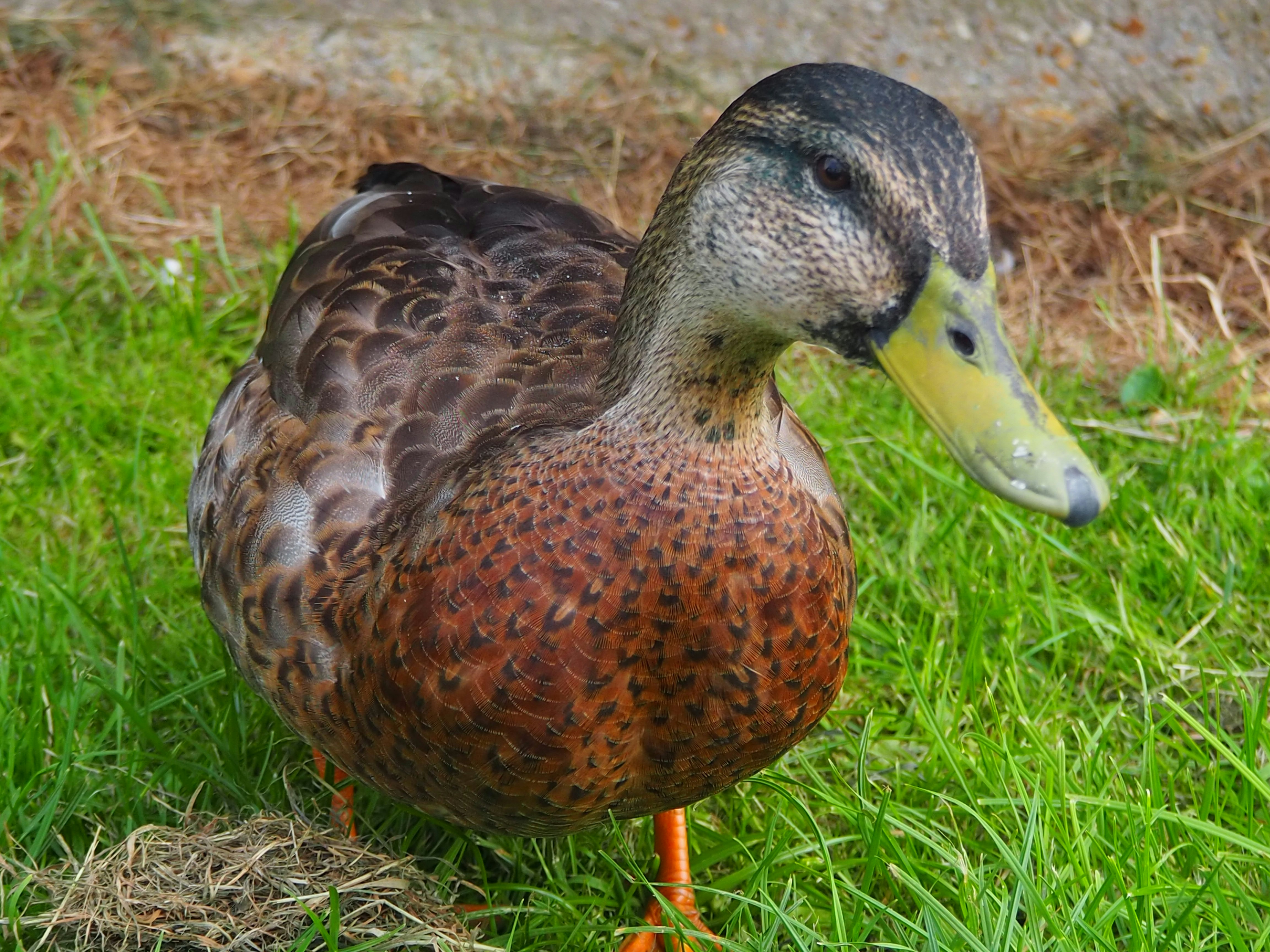 A Day in the Life of a Curious Duck