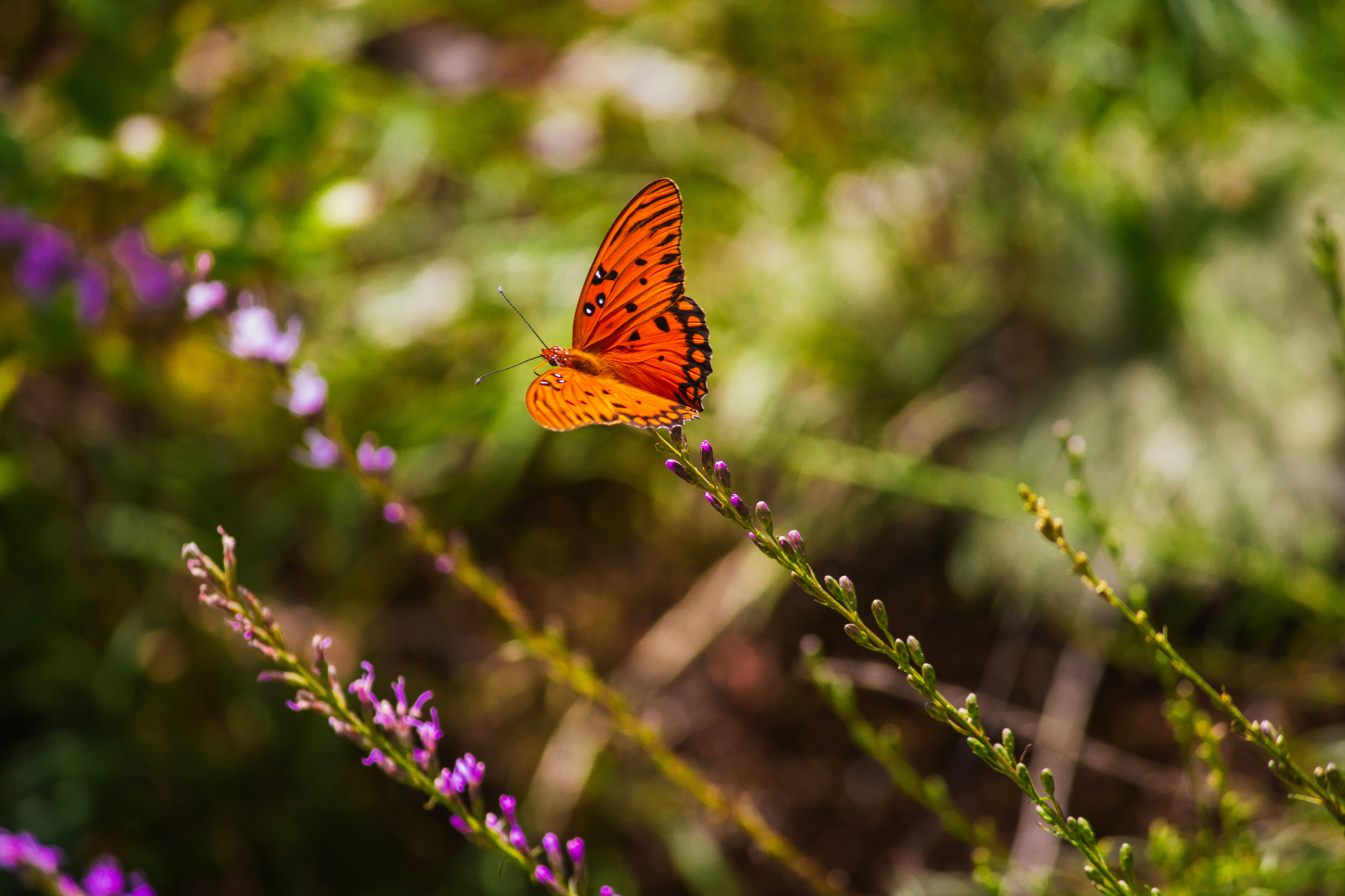 Vibrant orange butterfly perched delicately on a purple flower stem amidst a lush green backdrop.