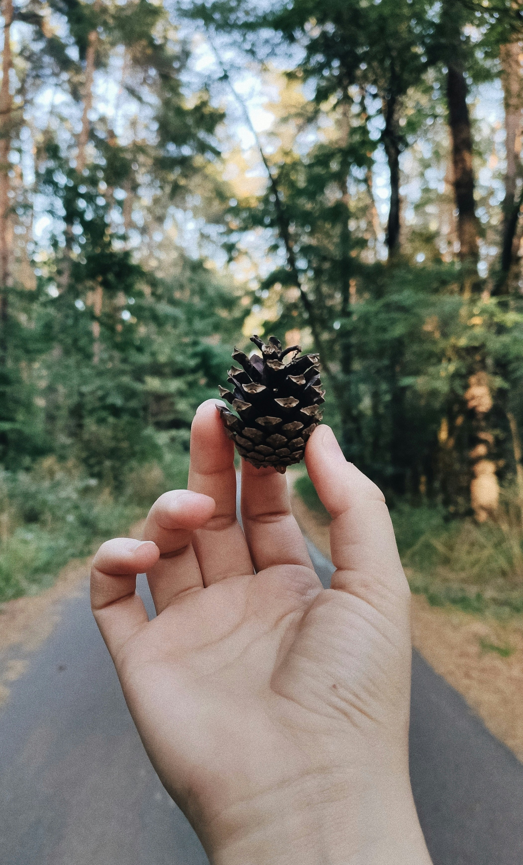 Photo of a hand holding a pine cone along a sunlit forest path. The shallow depth of field keeps the cone crisp while the trees blur into a green backdrop.