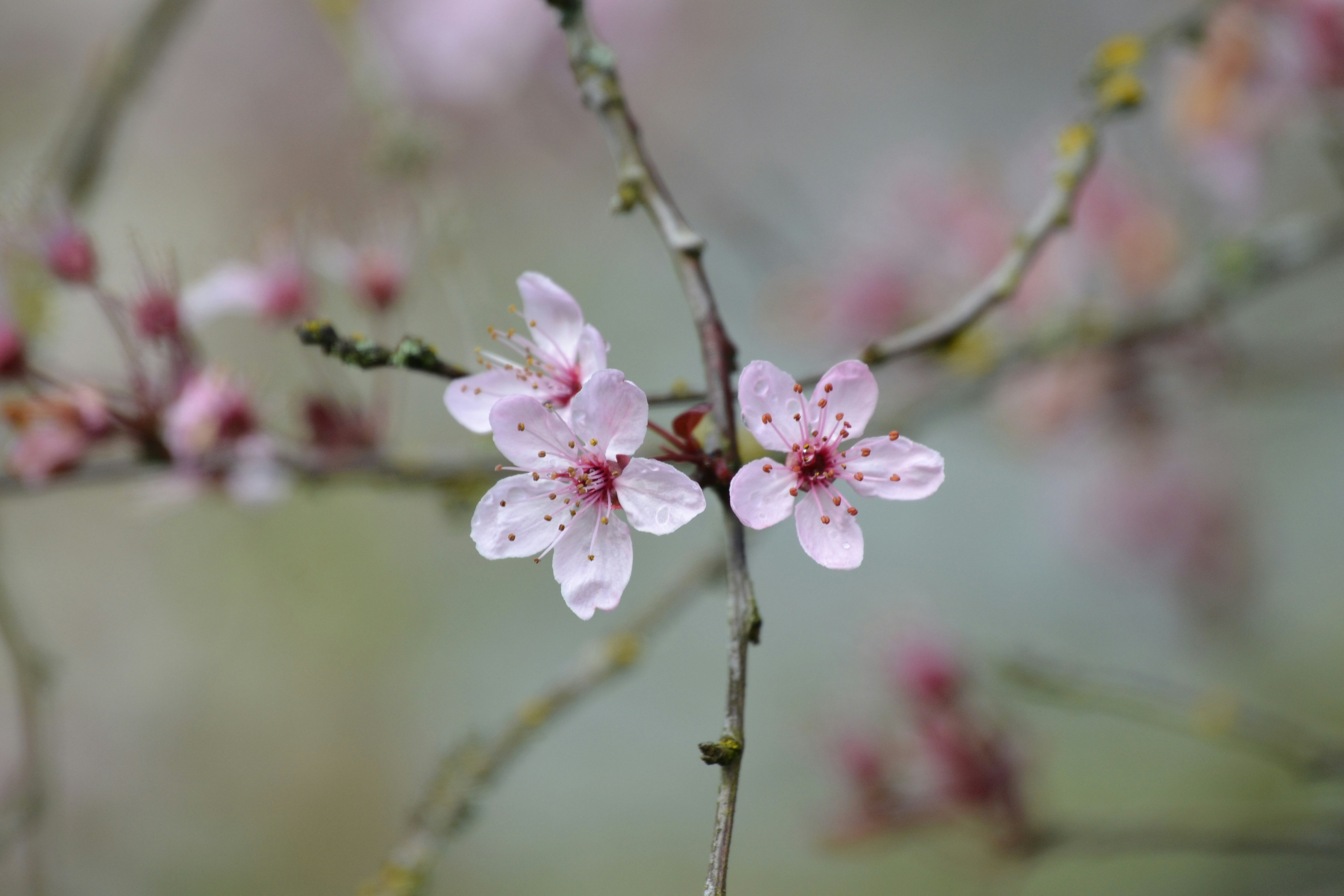 Soft pink cherry blossoms emerge from slender branches, creating a serene atmosphere. The background blurs softly, emphasizing the flowers' beauty.