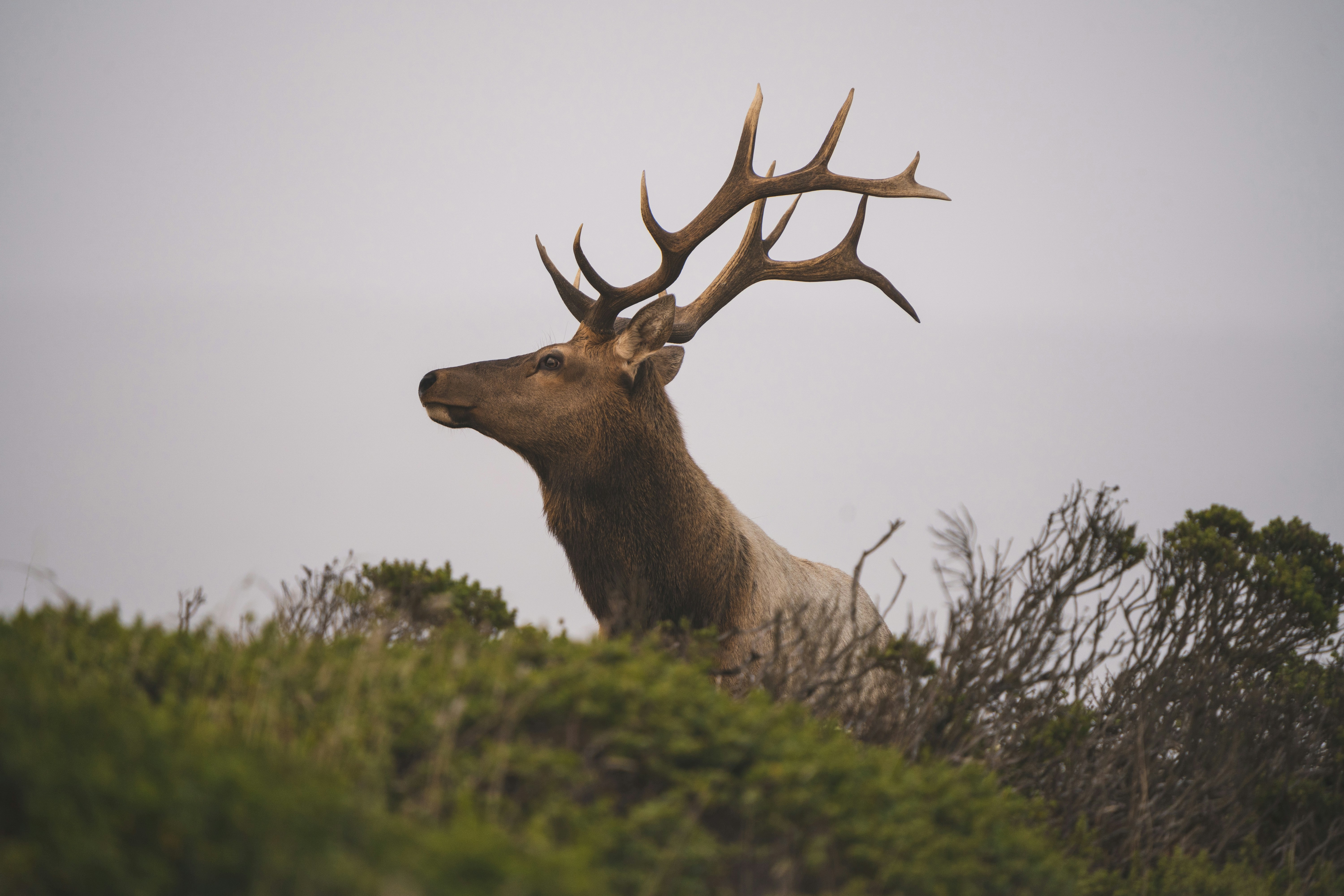 Brown deer on green grass during daytime photo – Free Point reyes ...