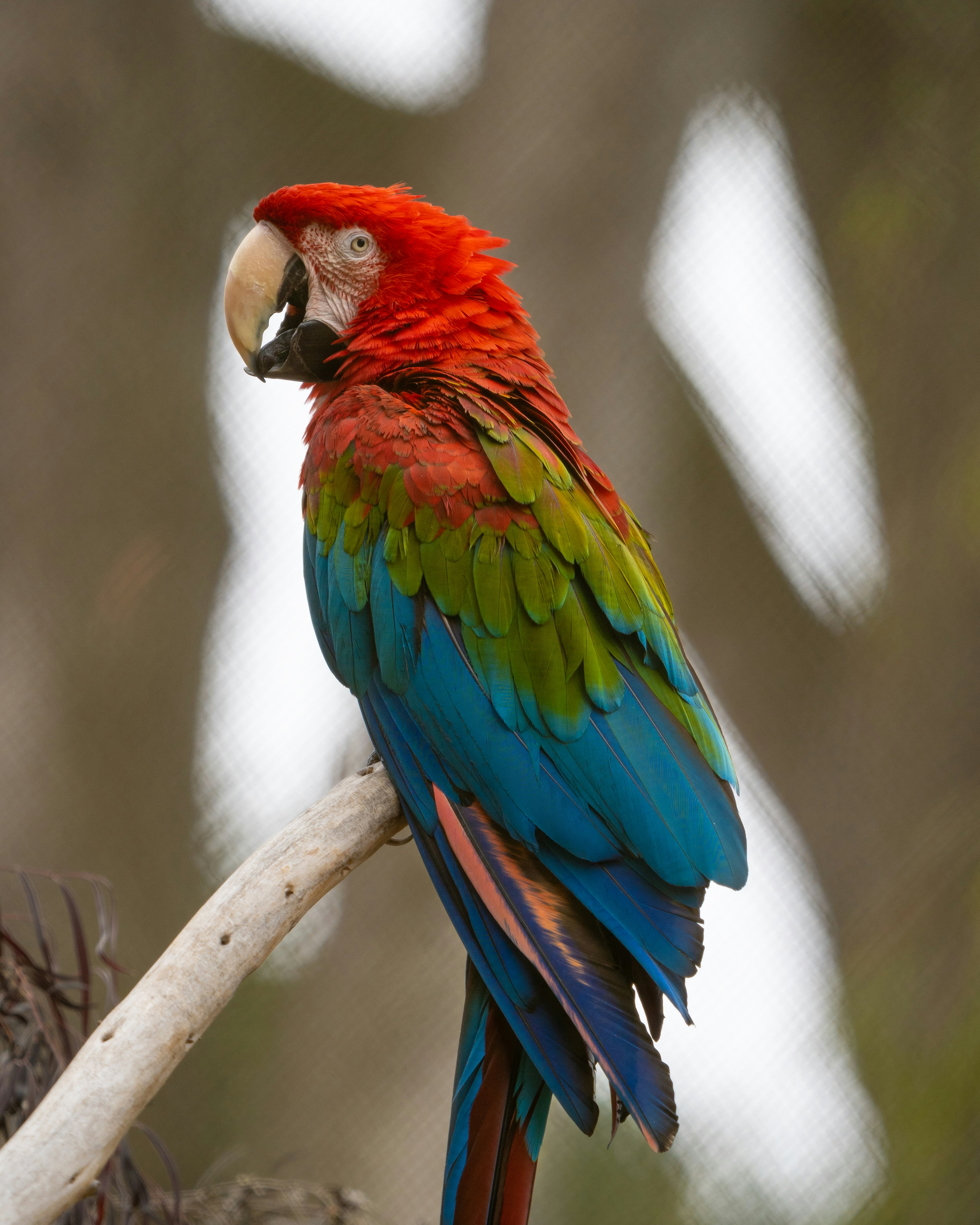 Red Blue Parrot Wallpaper