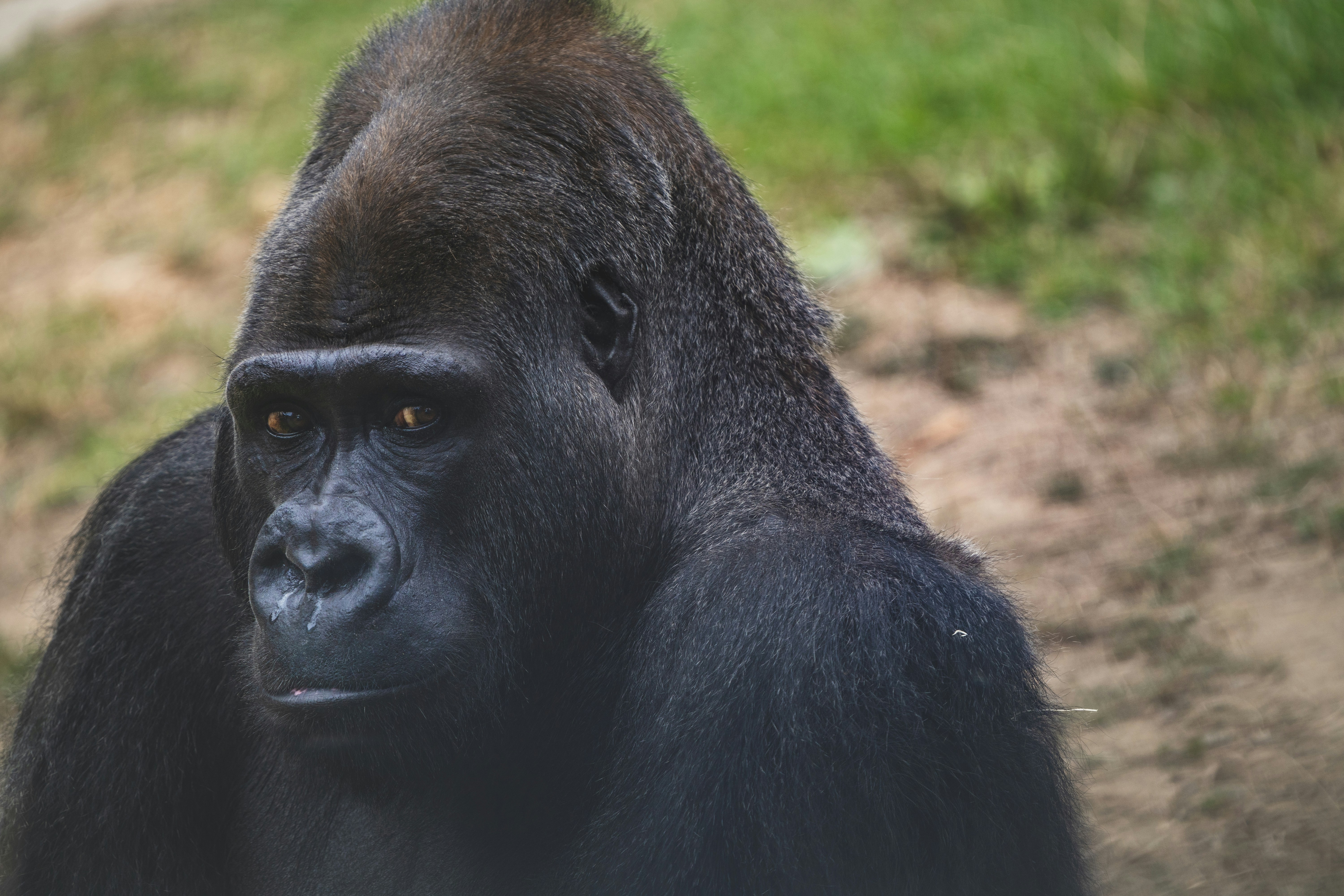 Close-up of a gorilla with a thoughtful expression, surrounded by natural greenery. The image highlights the gorilla's features and textures.