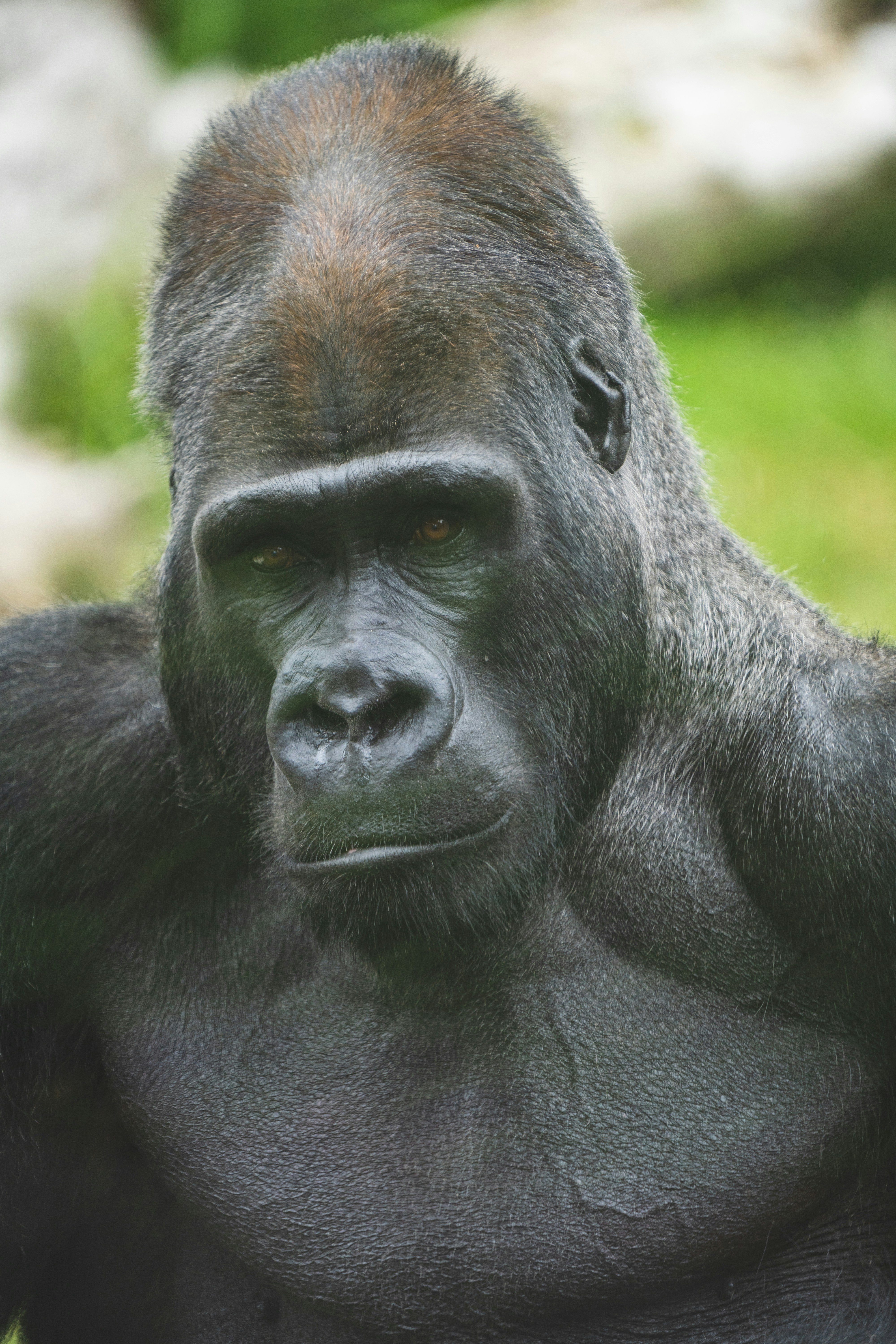 Close-up of a Western Lowland Gorilla displaying intricate facial features and deep, contemplative eyes.