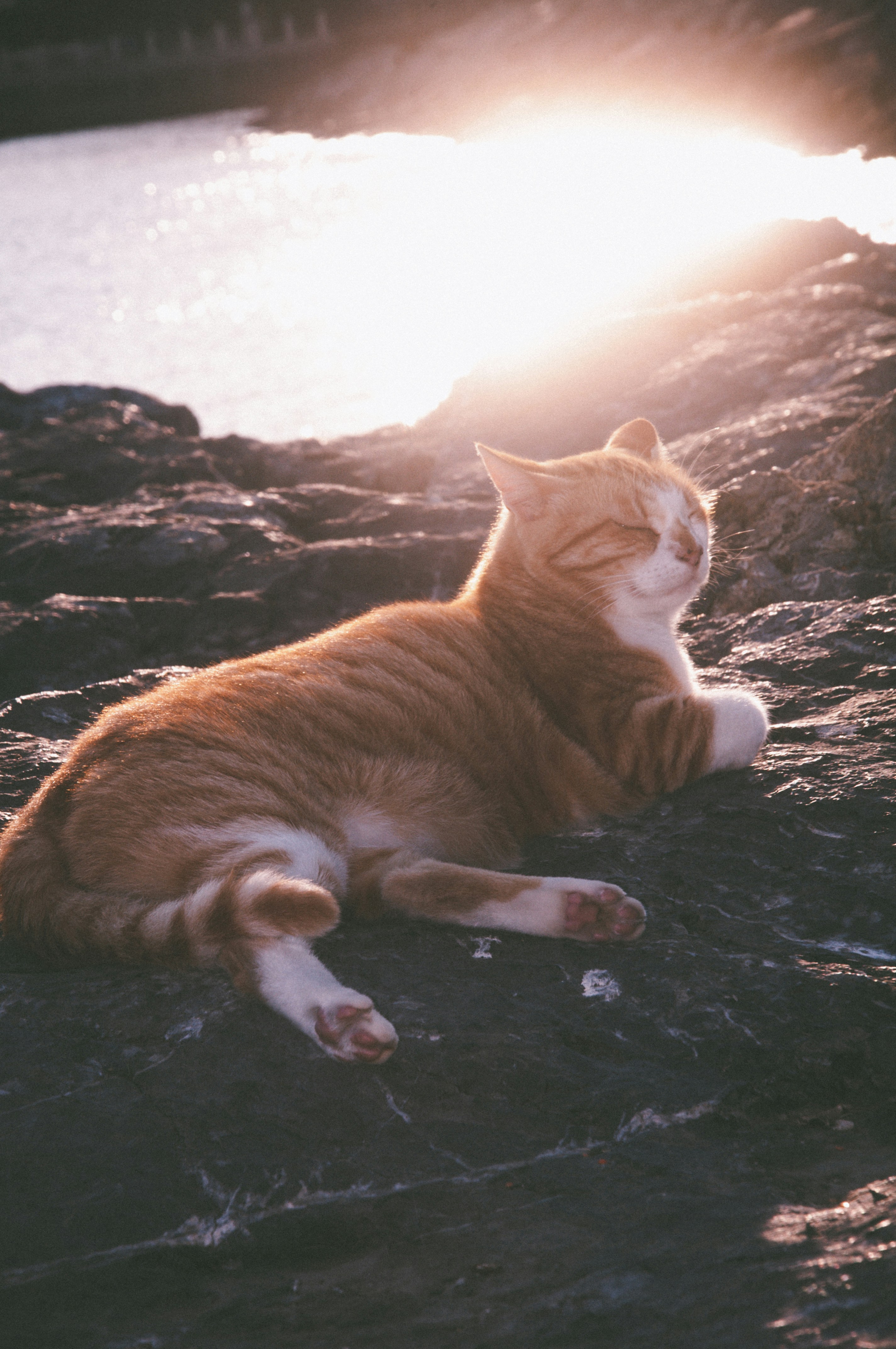 Golden Writhe: A Cat Resting in Sunlit Rock by the Shore