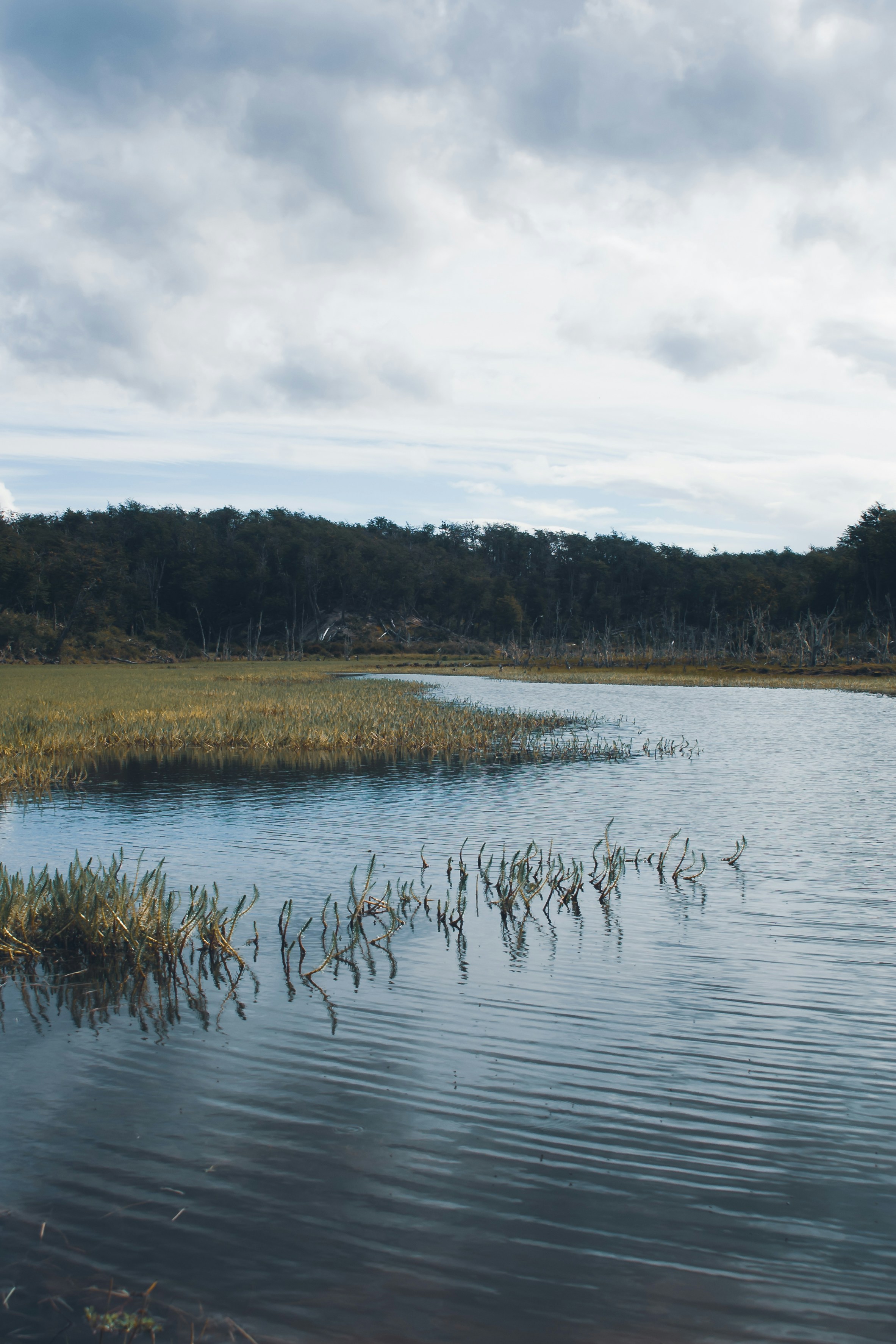 Federico Tuninetti (@washinoboku) | Unsplash Photo Community