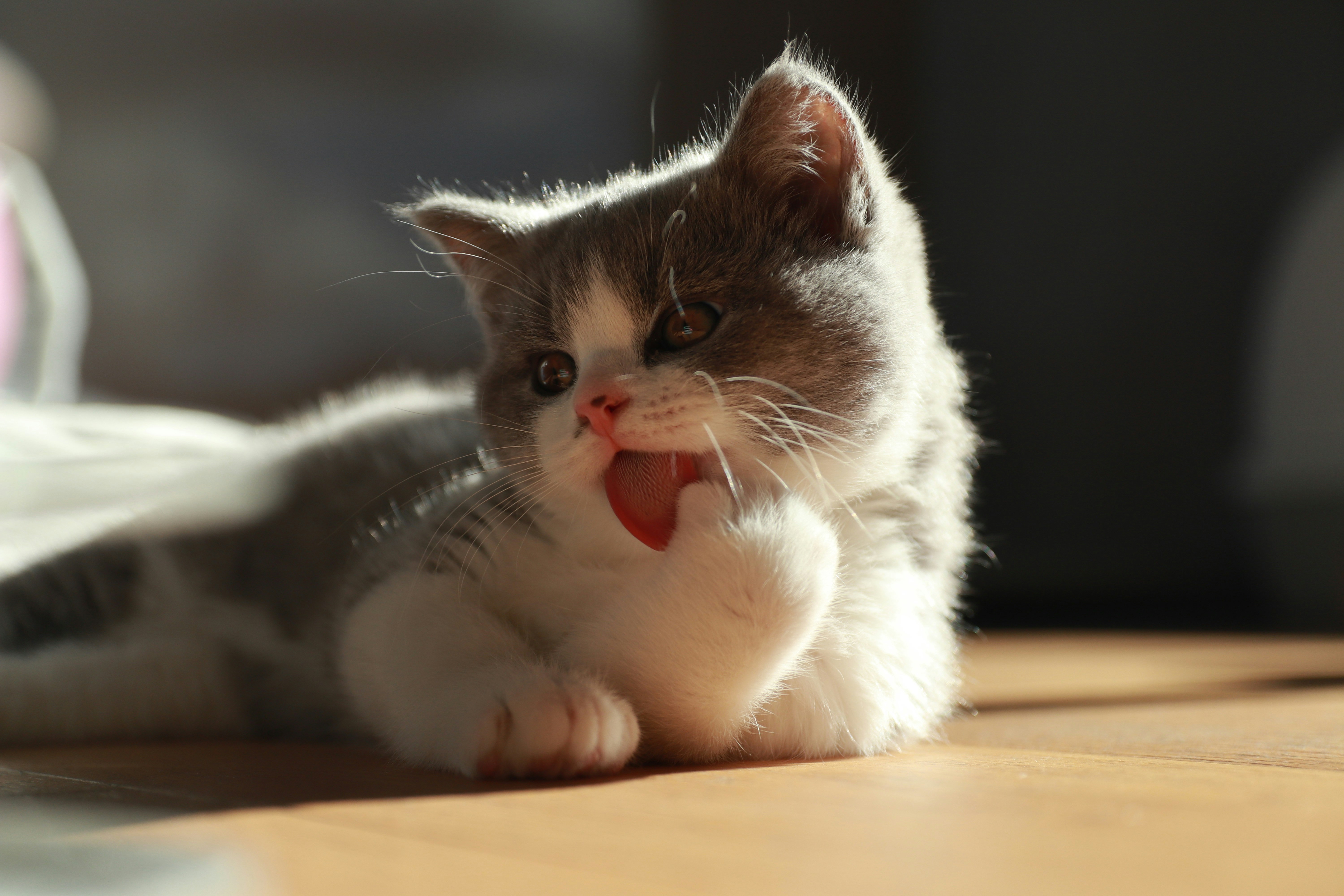 Playful kitten licking its paw while lounging on a sunlit wooden floor.