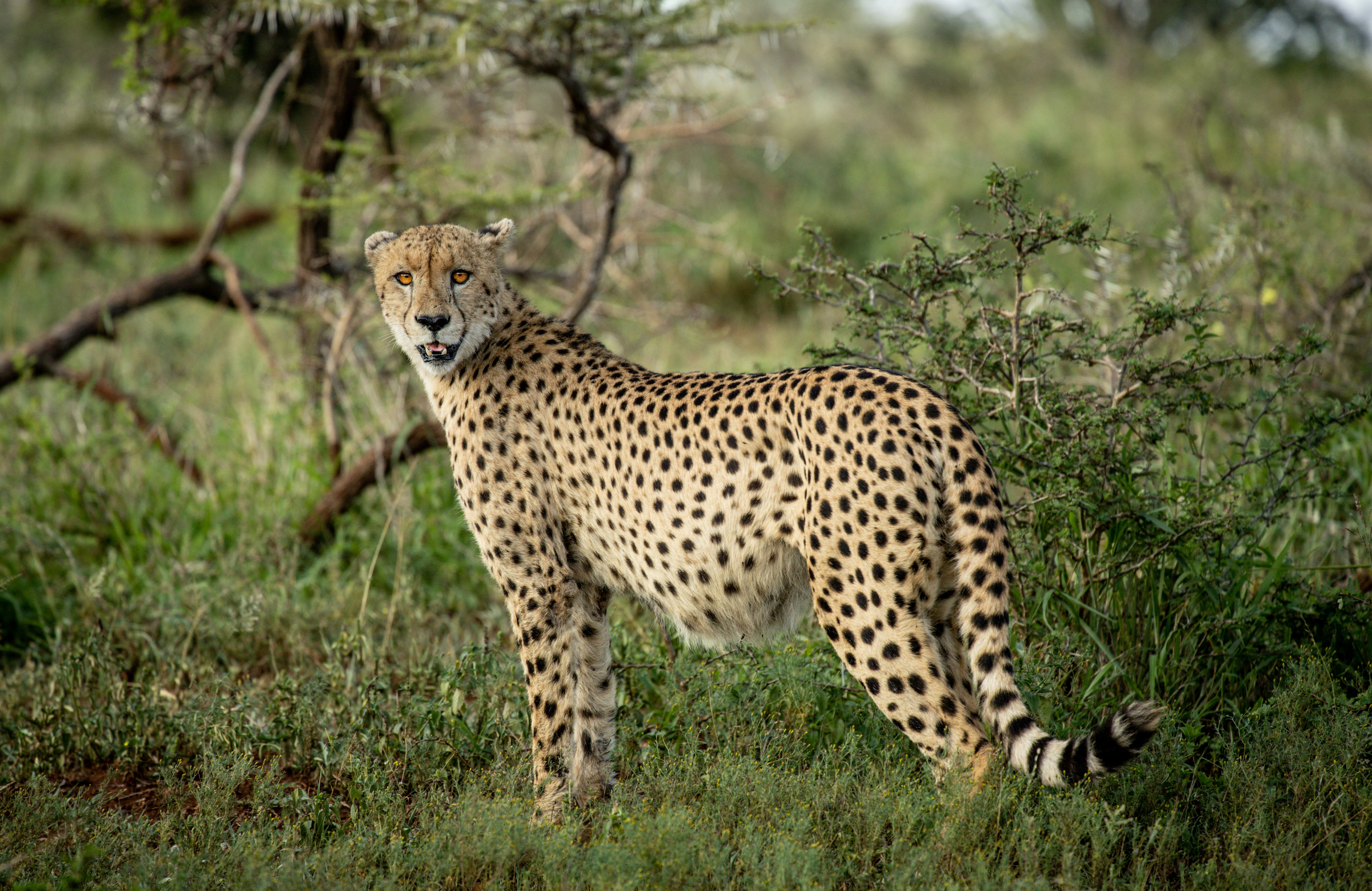 A cheetah stands alert among the lush greenery, its distinctive spots blending with the environment. The animal's expressive gaze captures a moment of stillness in the wild.