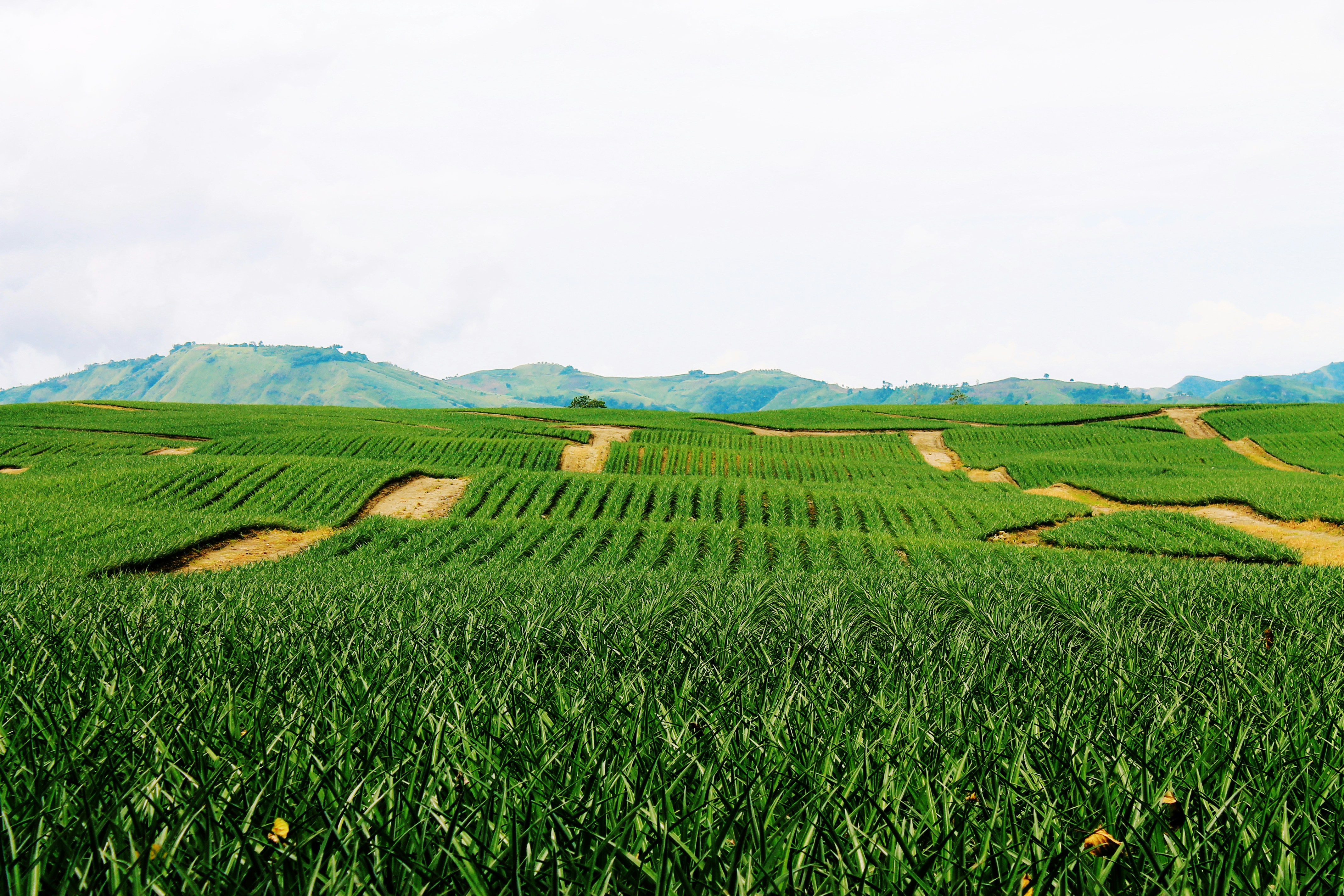 Verdant Waves of the Countryside