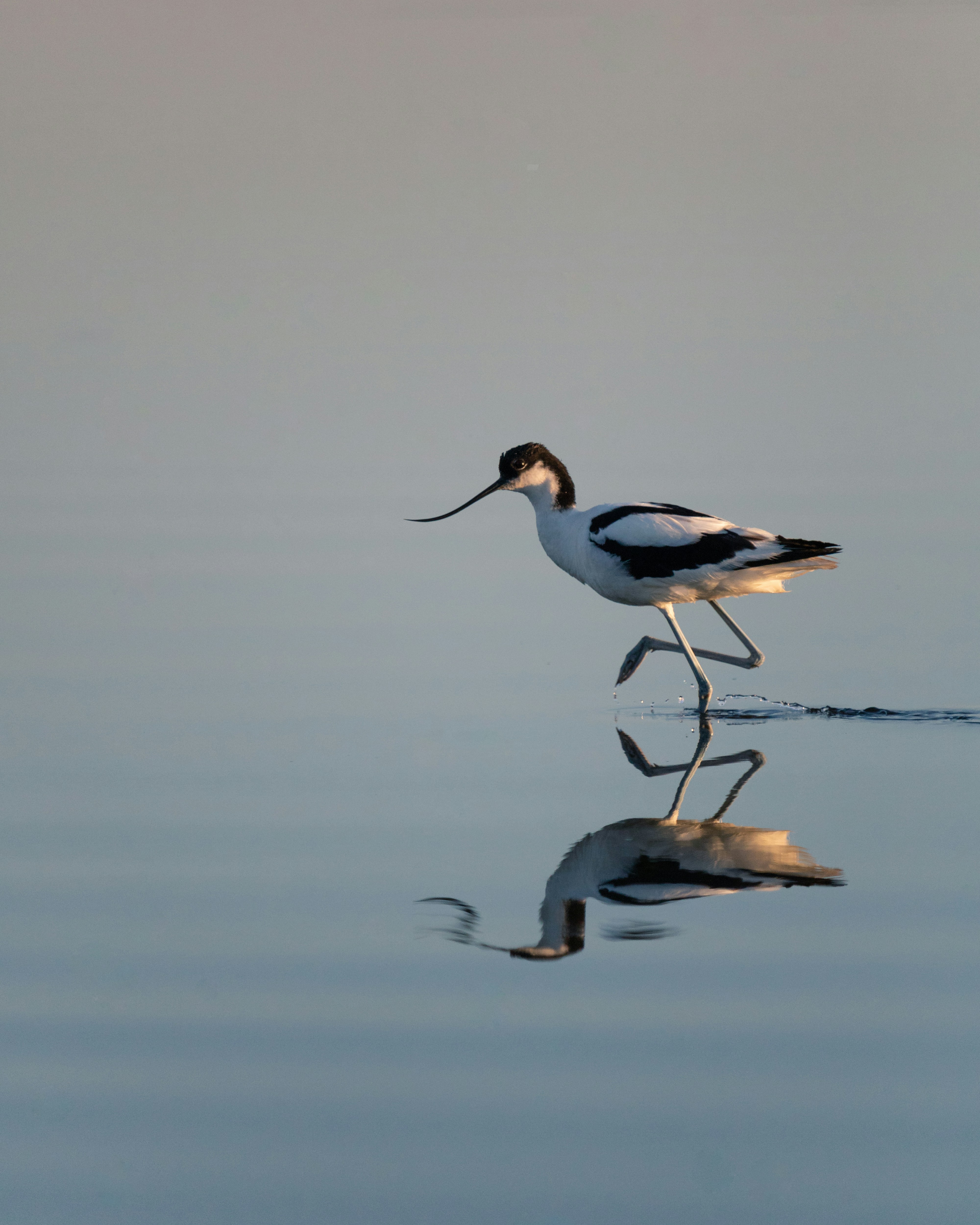 Long-billed Stilt Treading a Glassy Blue Mirror