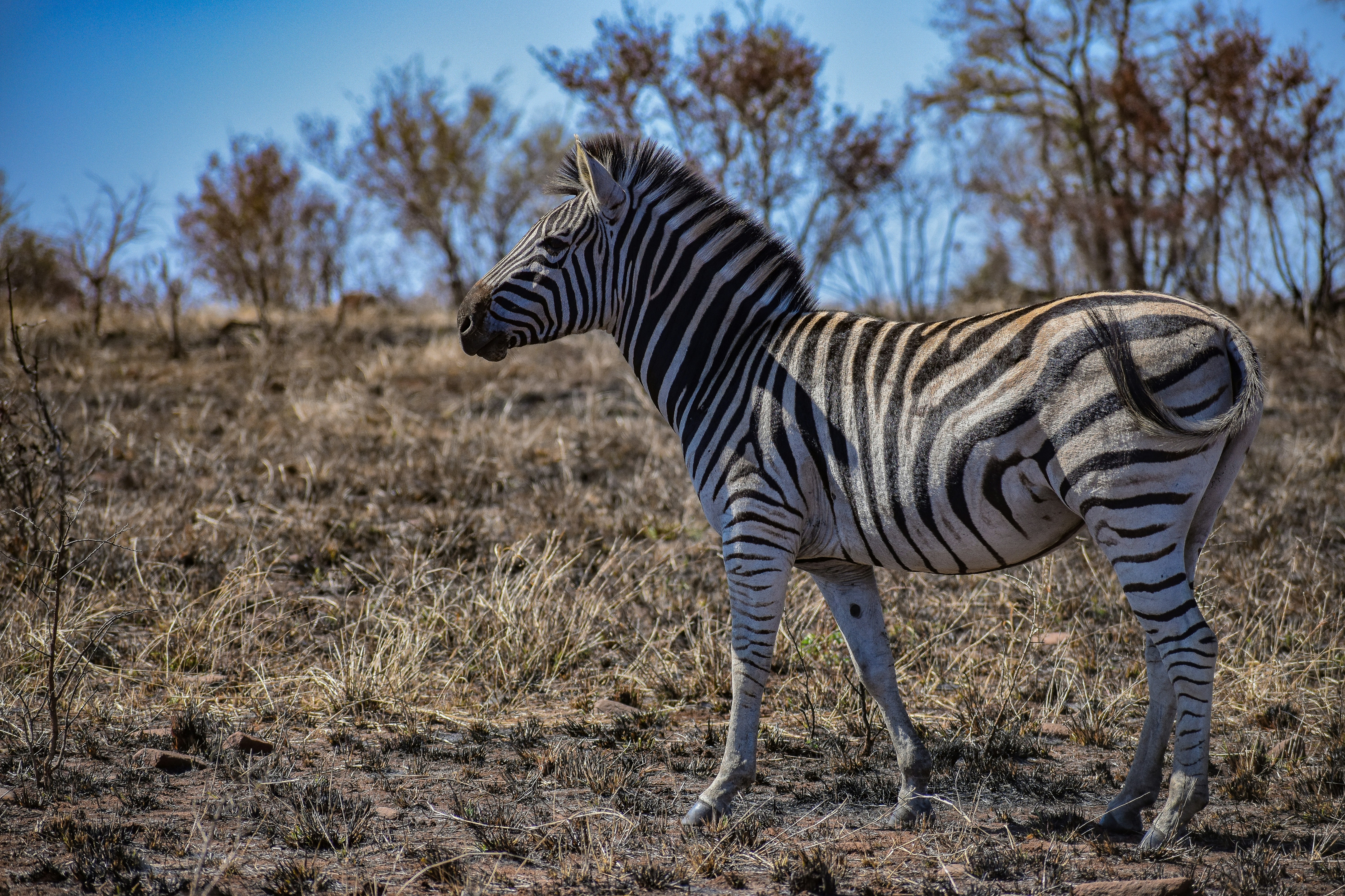 Zebra standing on brown grass field during daytime photo – Free ...