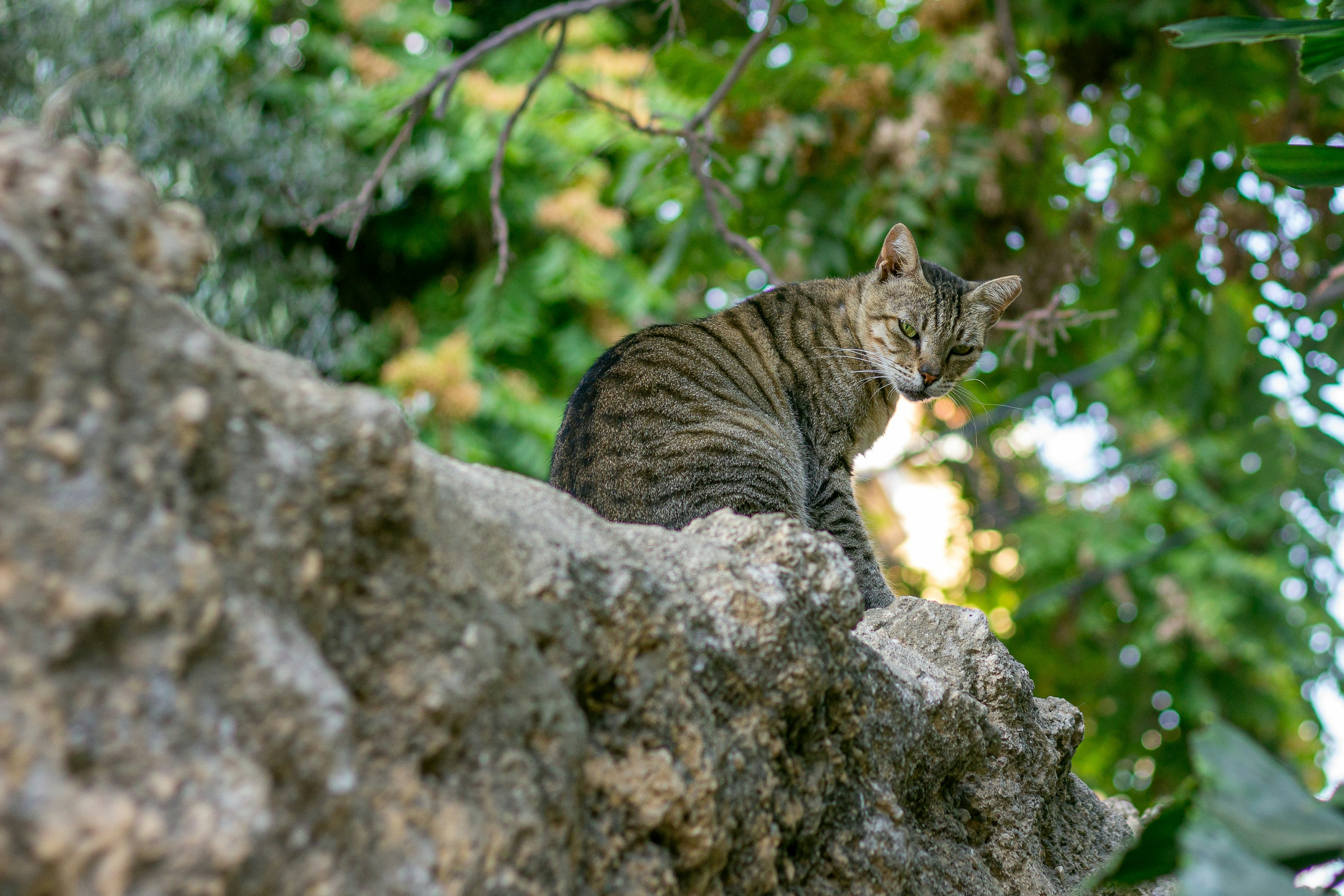A street cat that does not like pictures
