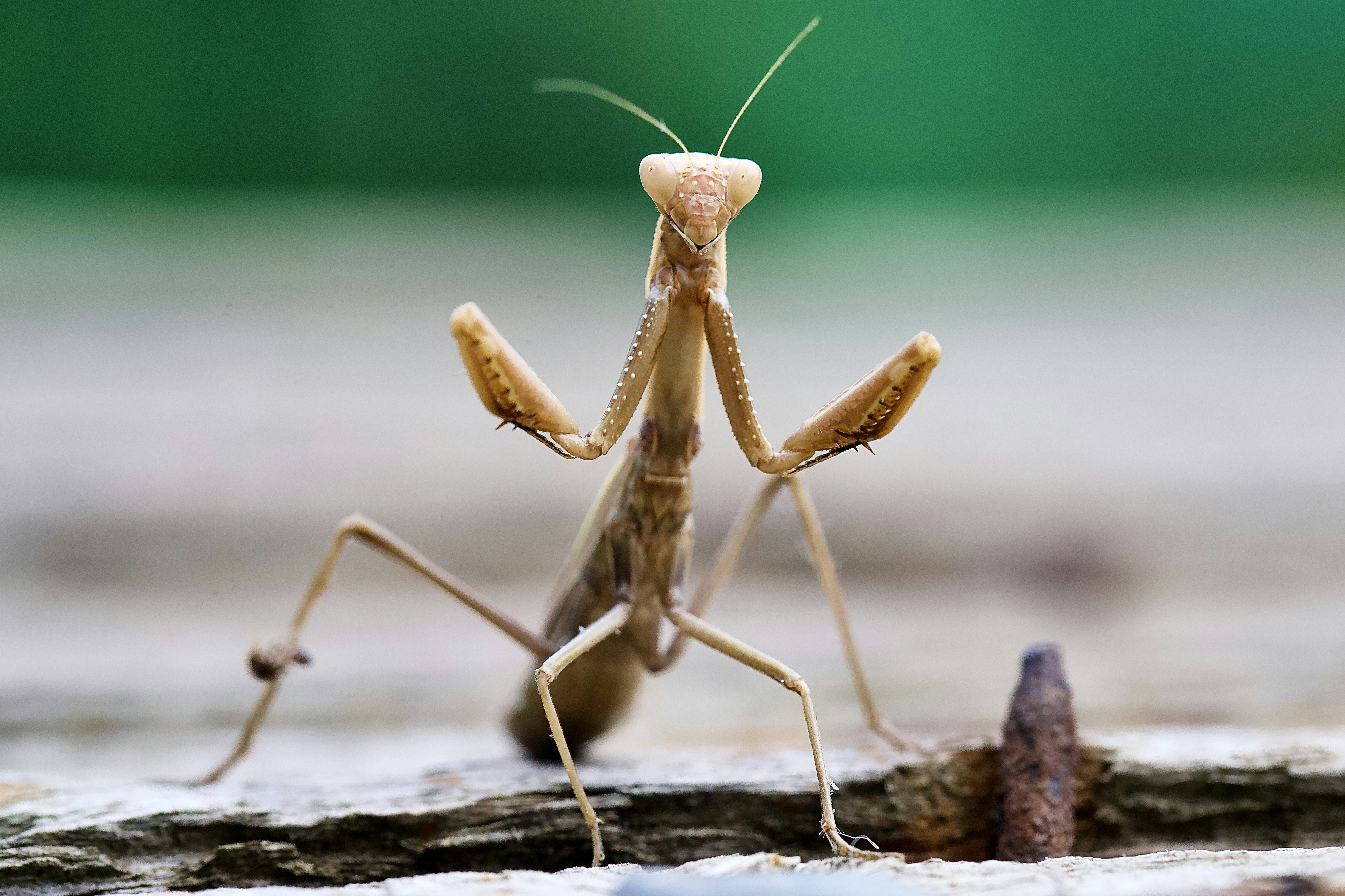 Brown praying mantis on brown wood during daytime photo – Free Mantis ...