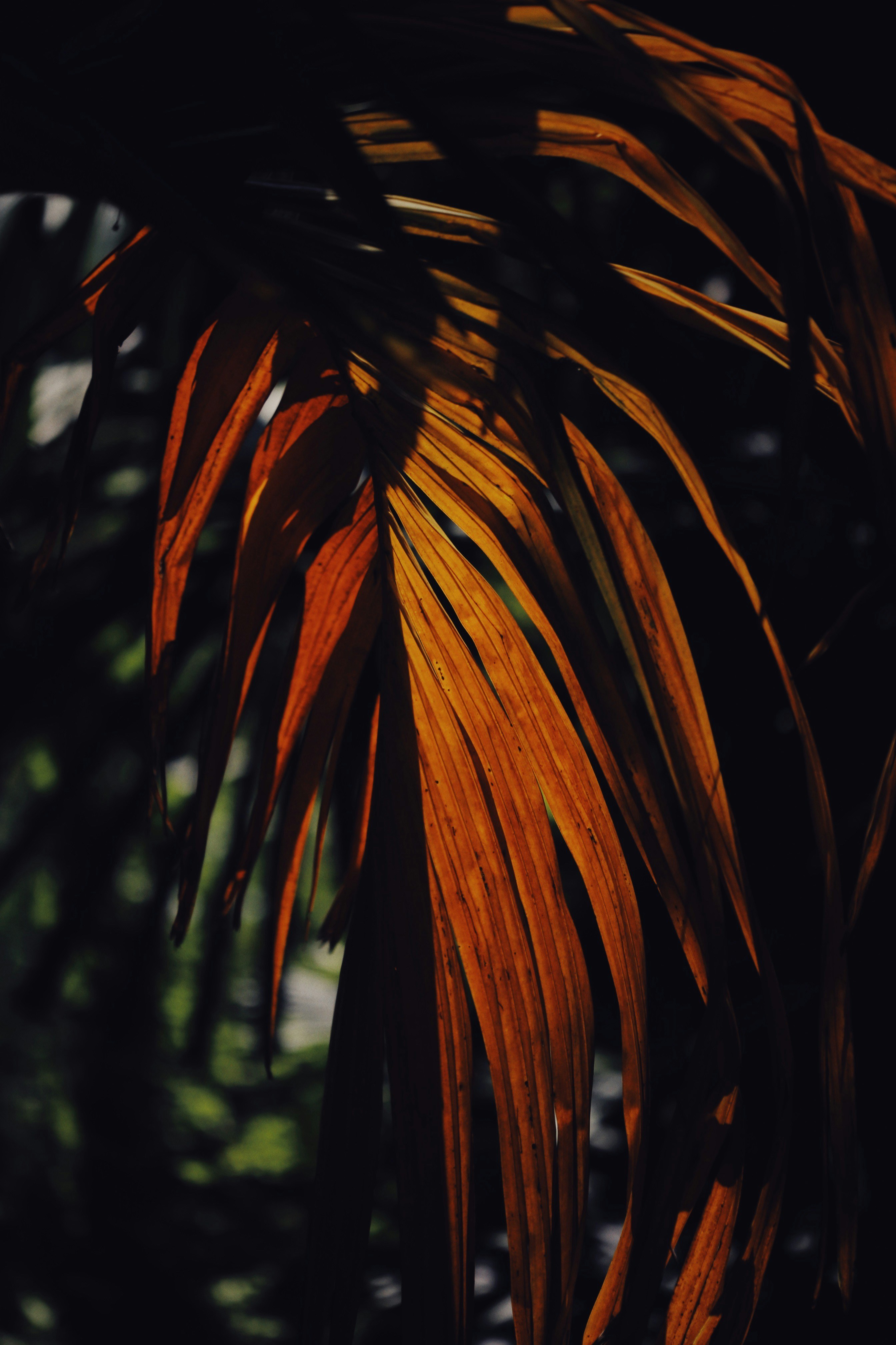 brown leaf plant in close up photography