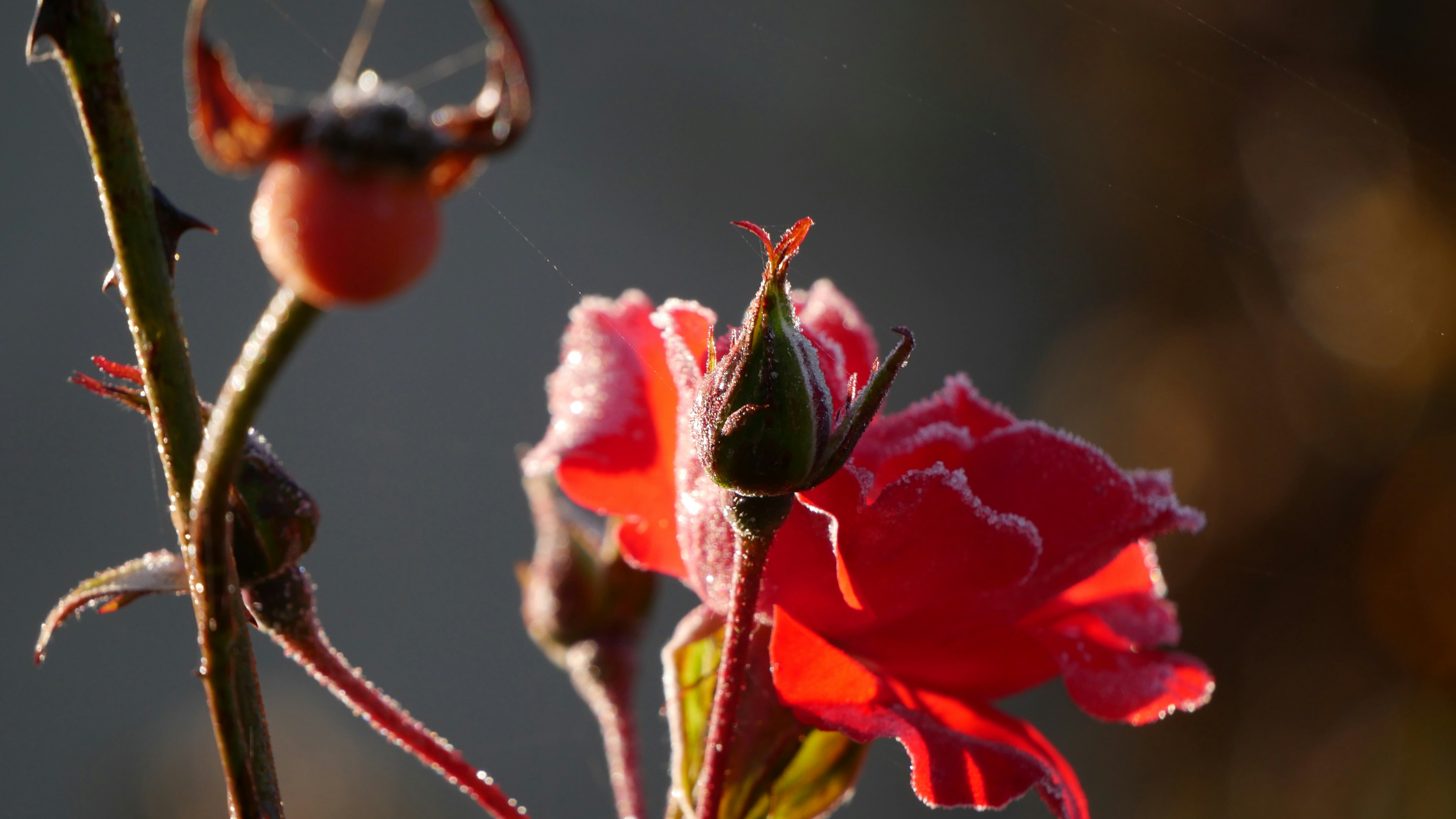 Frost-kissed Coral Rose in a Backlit Morning Moment