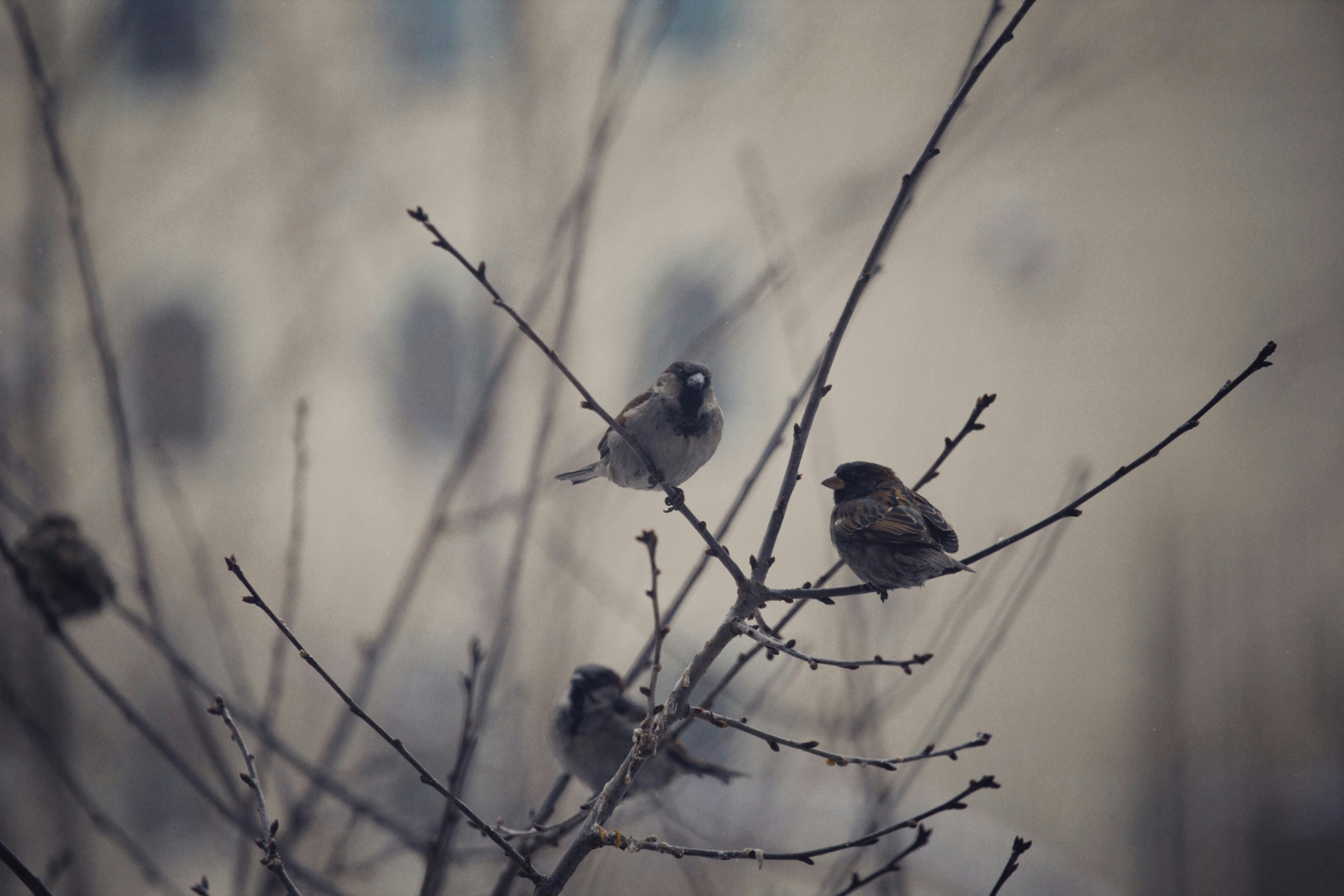 Winter Vigil on a Tangle of Frosted Branches