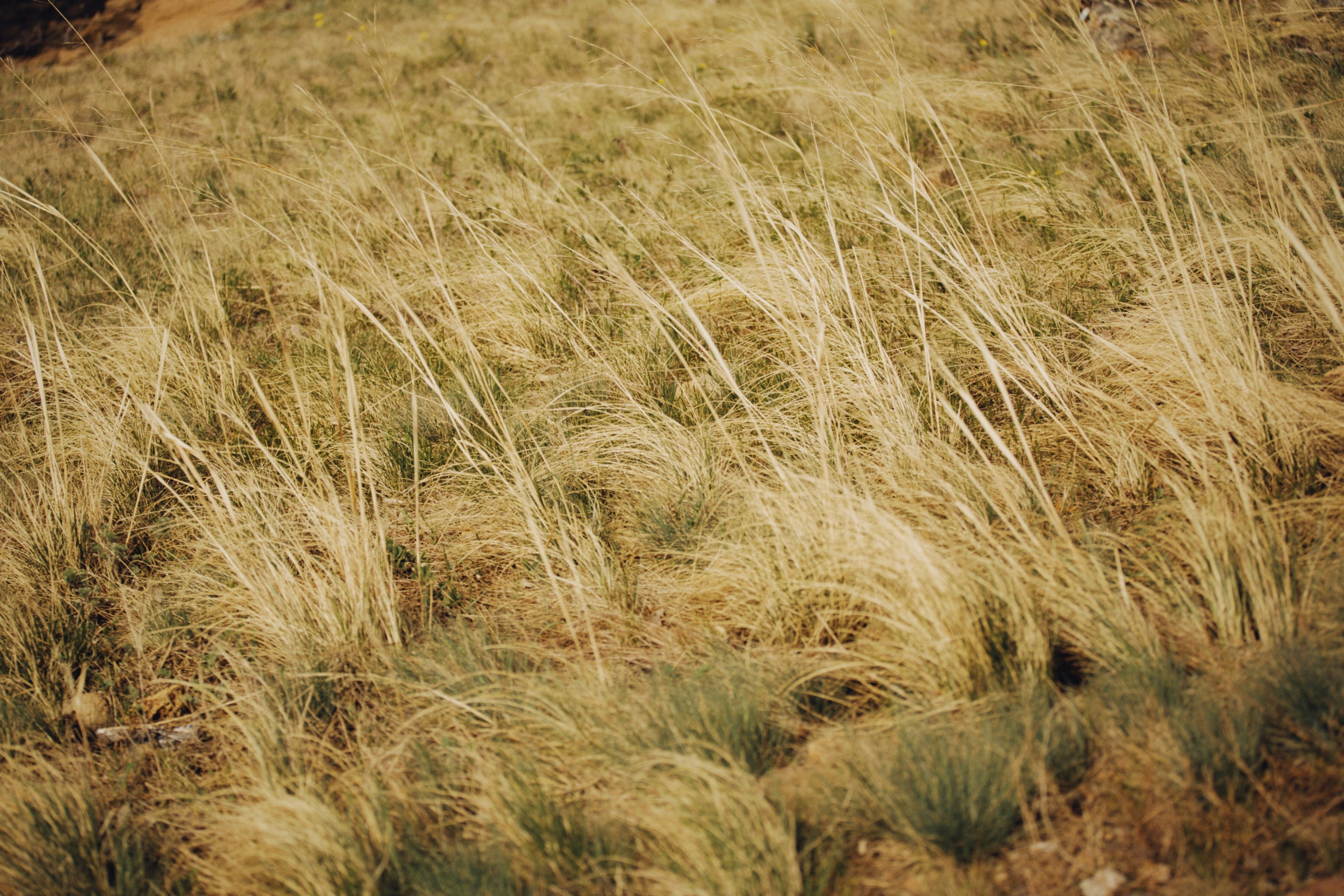 Wind-Swept Tufts in a Quiet Field of Dry Grass