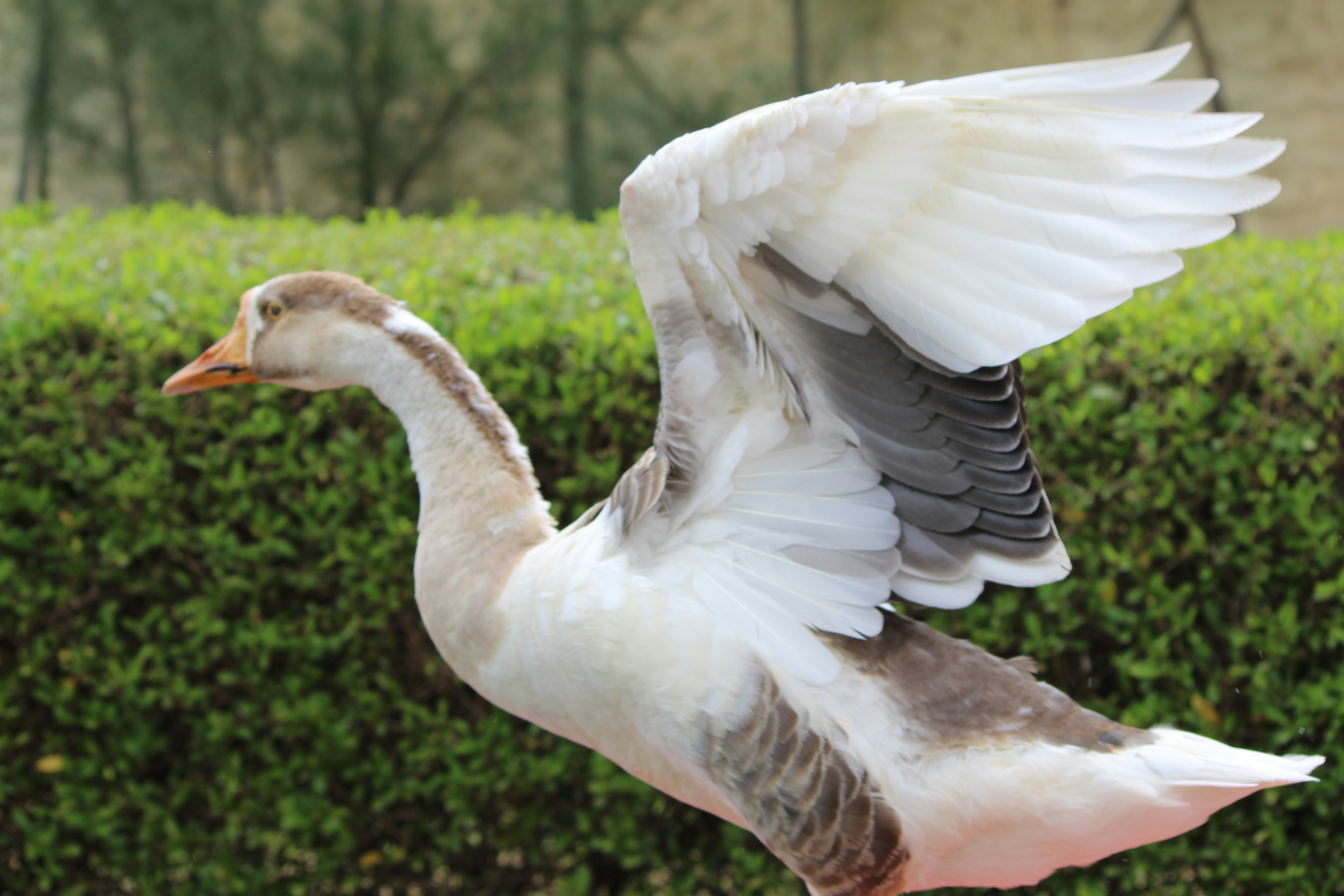 Grace in Flight: a goose gliding from a manicured hedge
