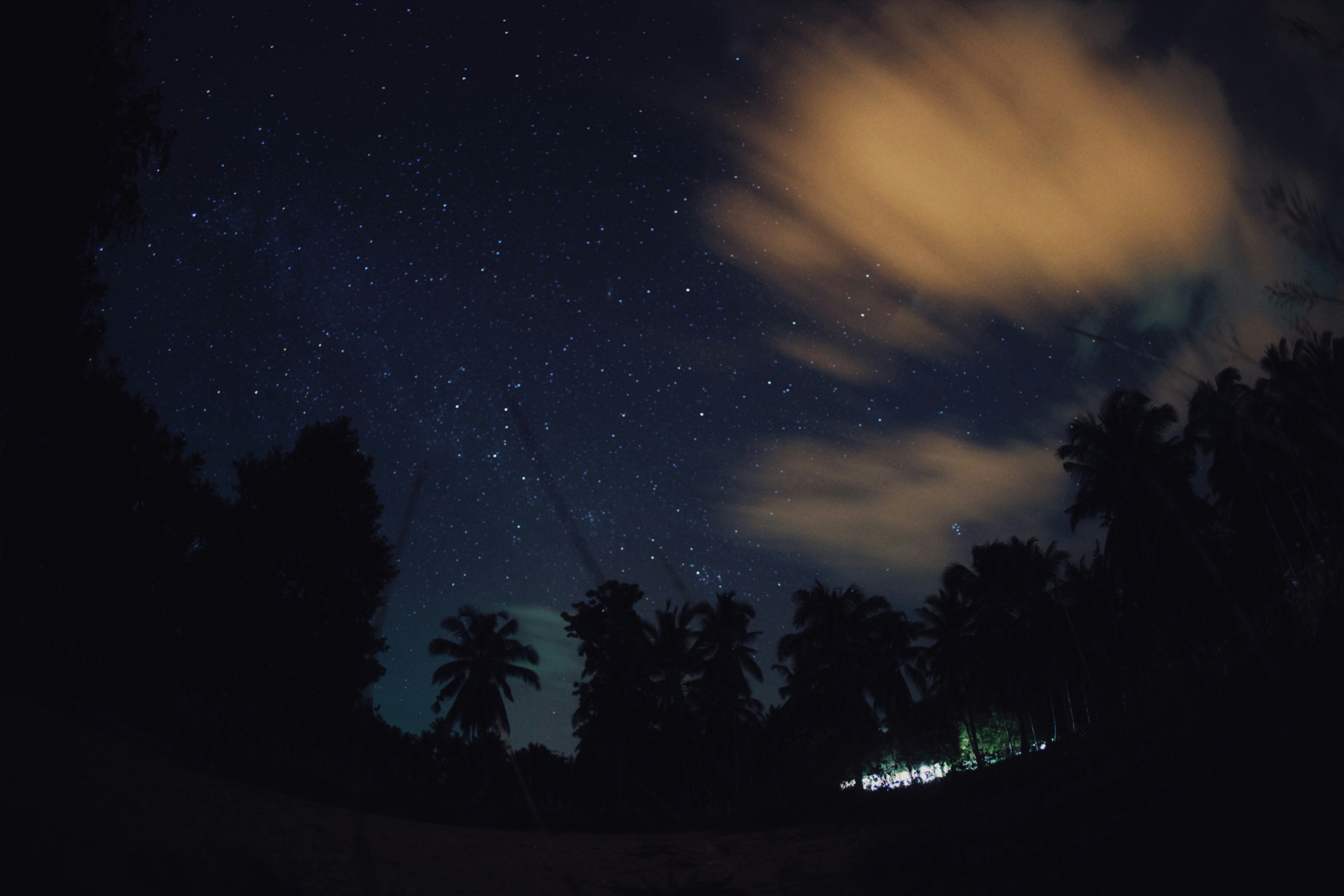 Celestial Drift over a Palm-Fringed Nightscape