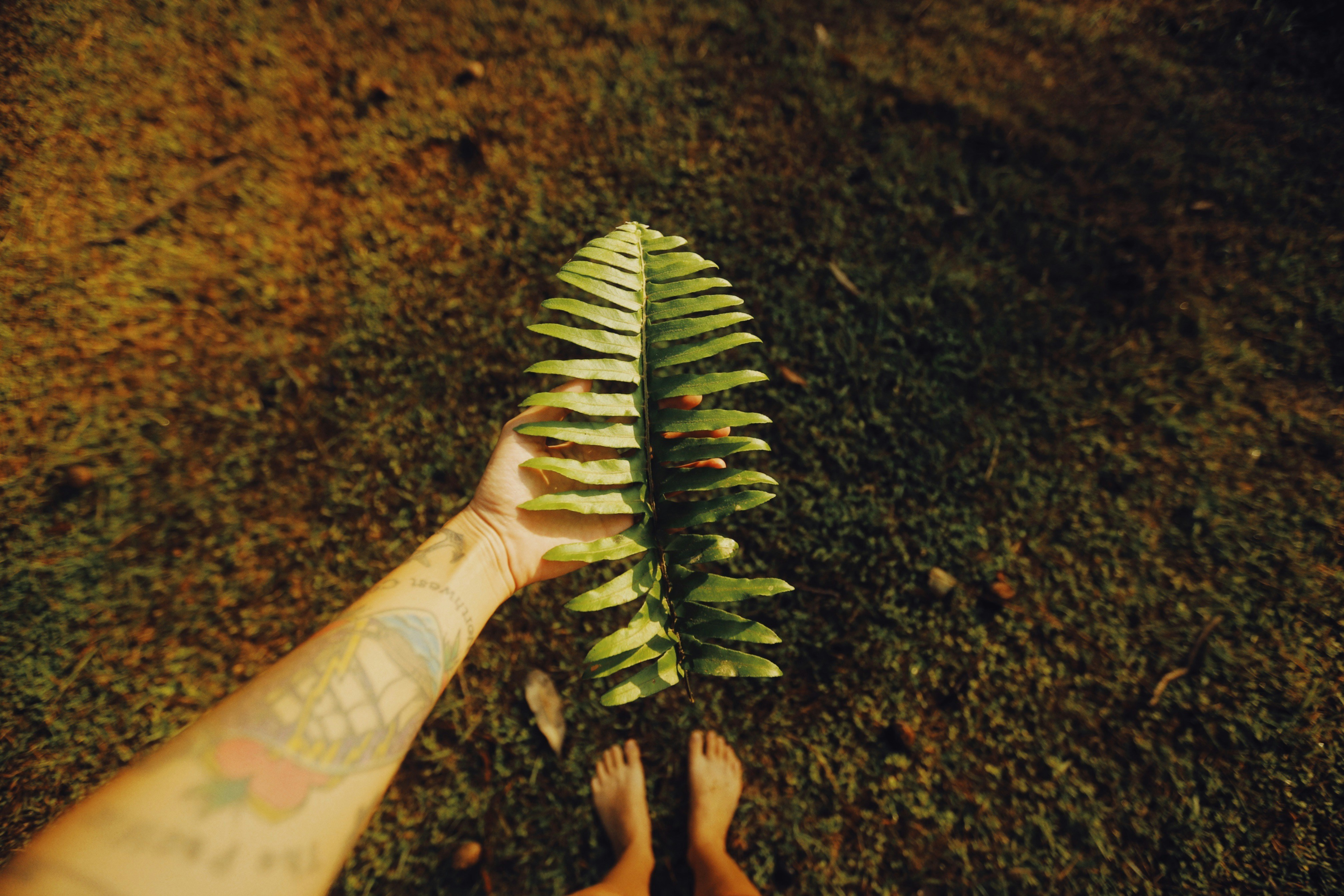 Fern in Hand, Grounded in Autumn Moss