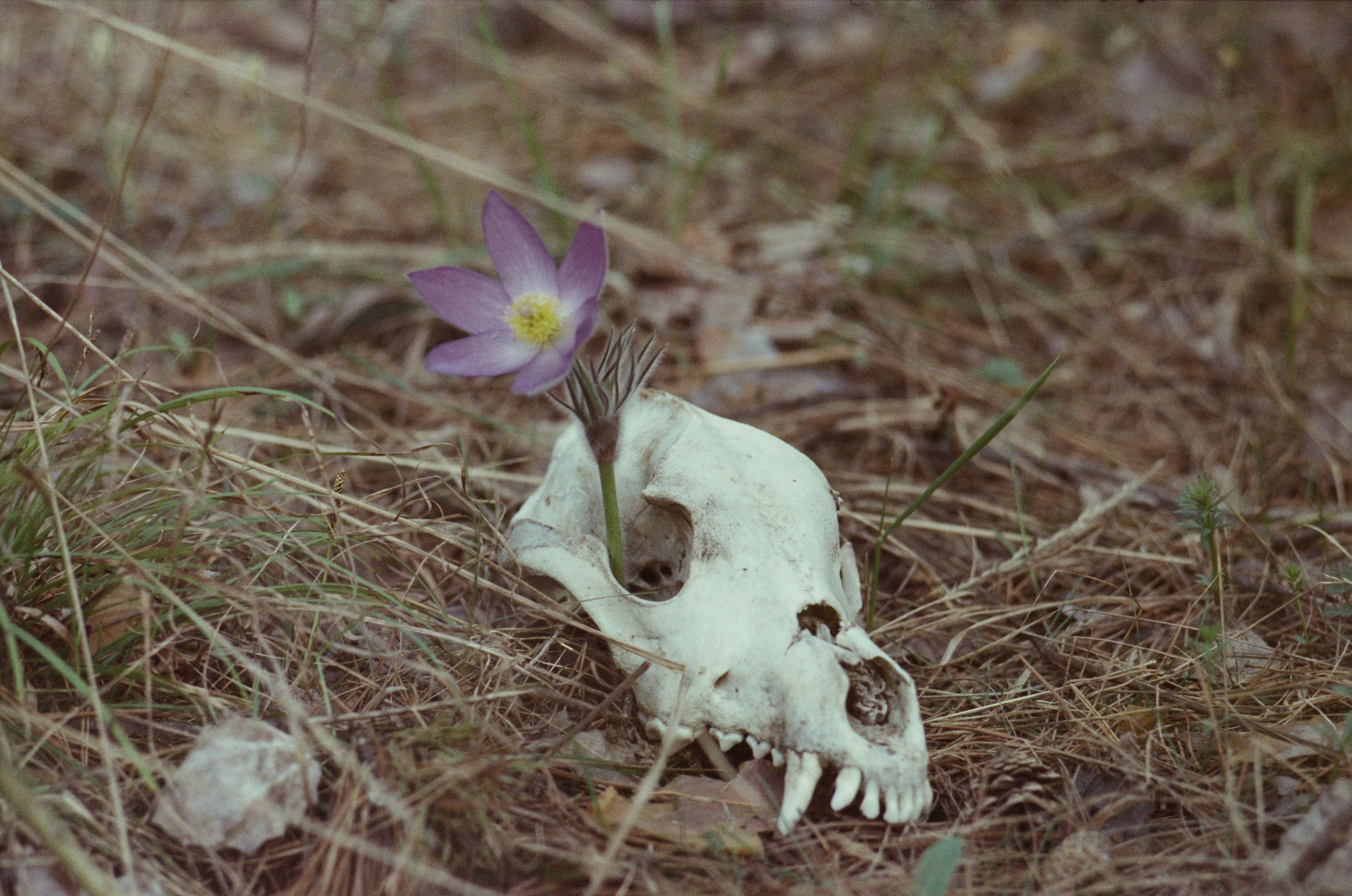 Weathered skull lies among dry grass as a violet flower blooms from a hollow in the skull, contrasting life and decay. This photograph highlights the unexpected bloom and the dialogue between decay and renewal.