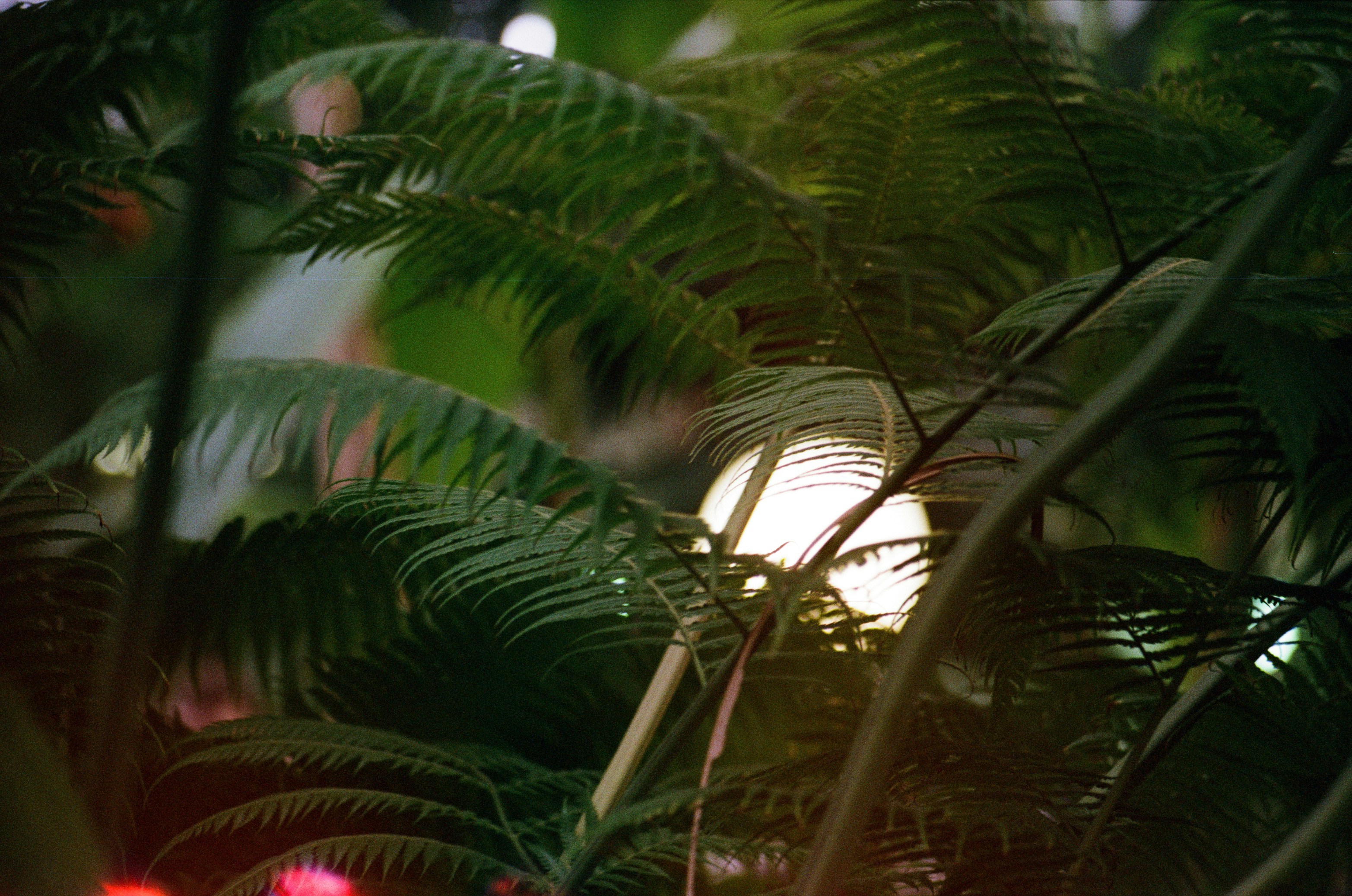 Lantern Glow Through a Dense Fern Canopy