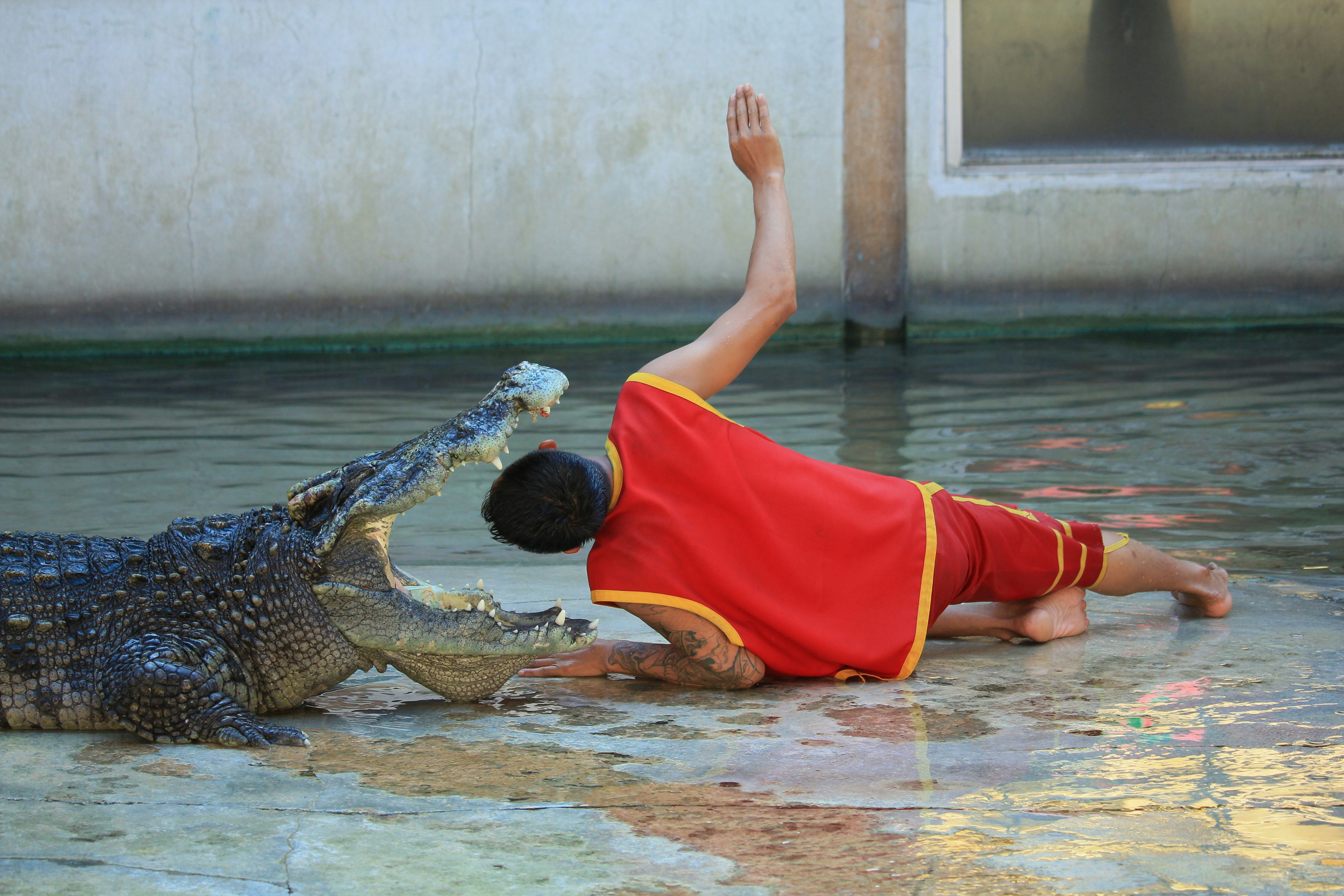 Daring Encounter: Man and Crocodile at Water's Edge