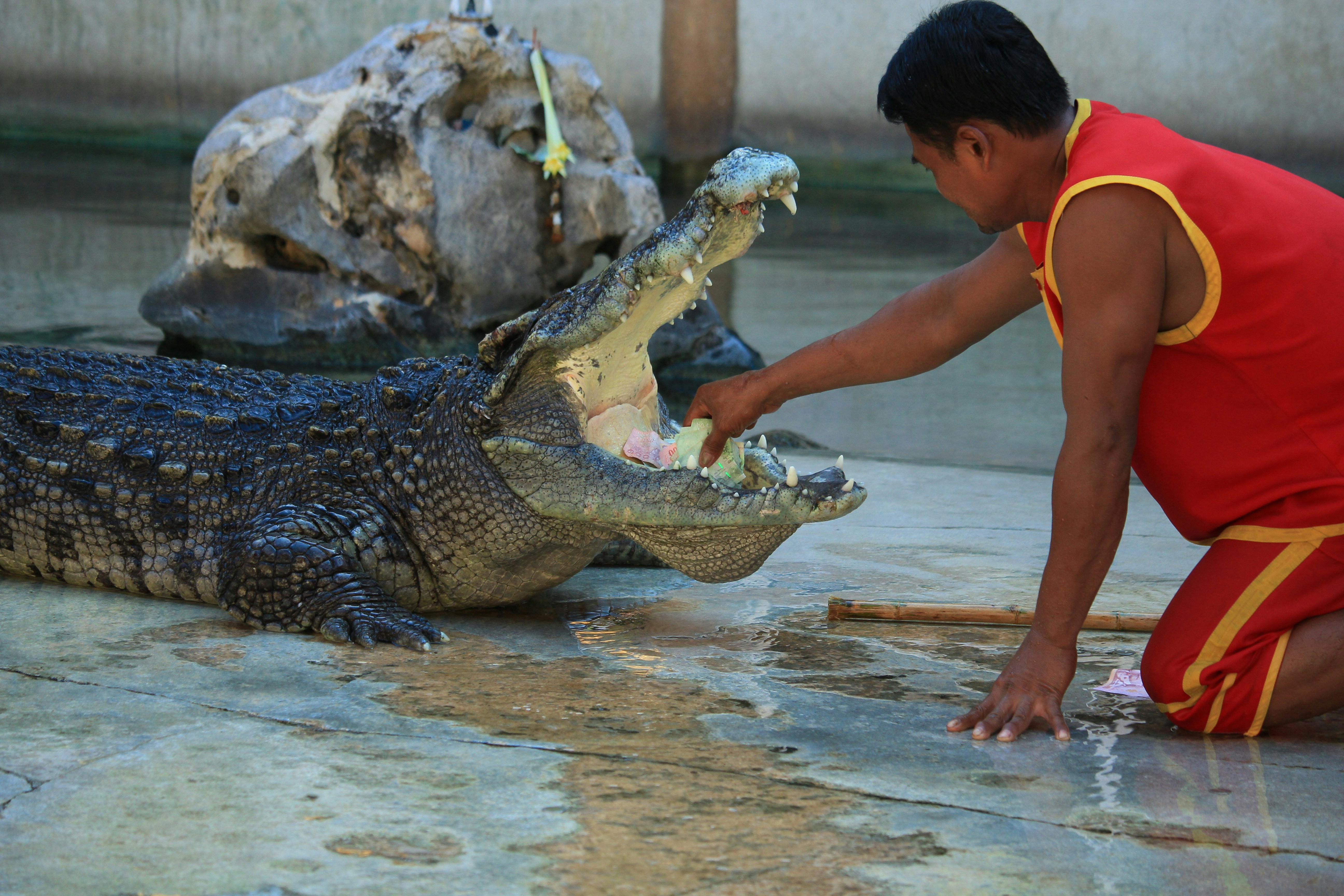 Poolside Interaction: Crocodile's Open Jaws Meet a Resolute Trainer