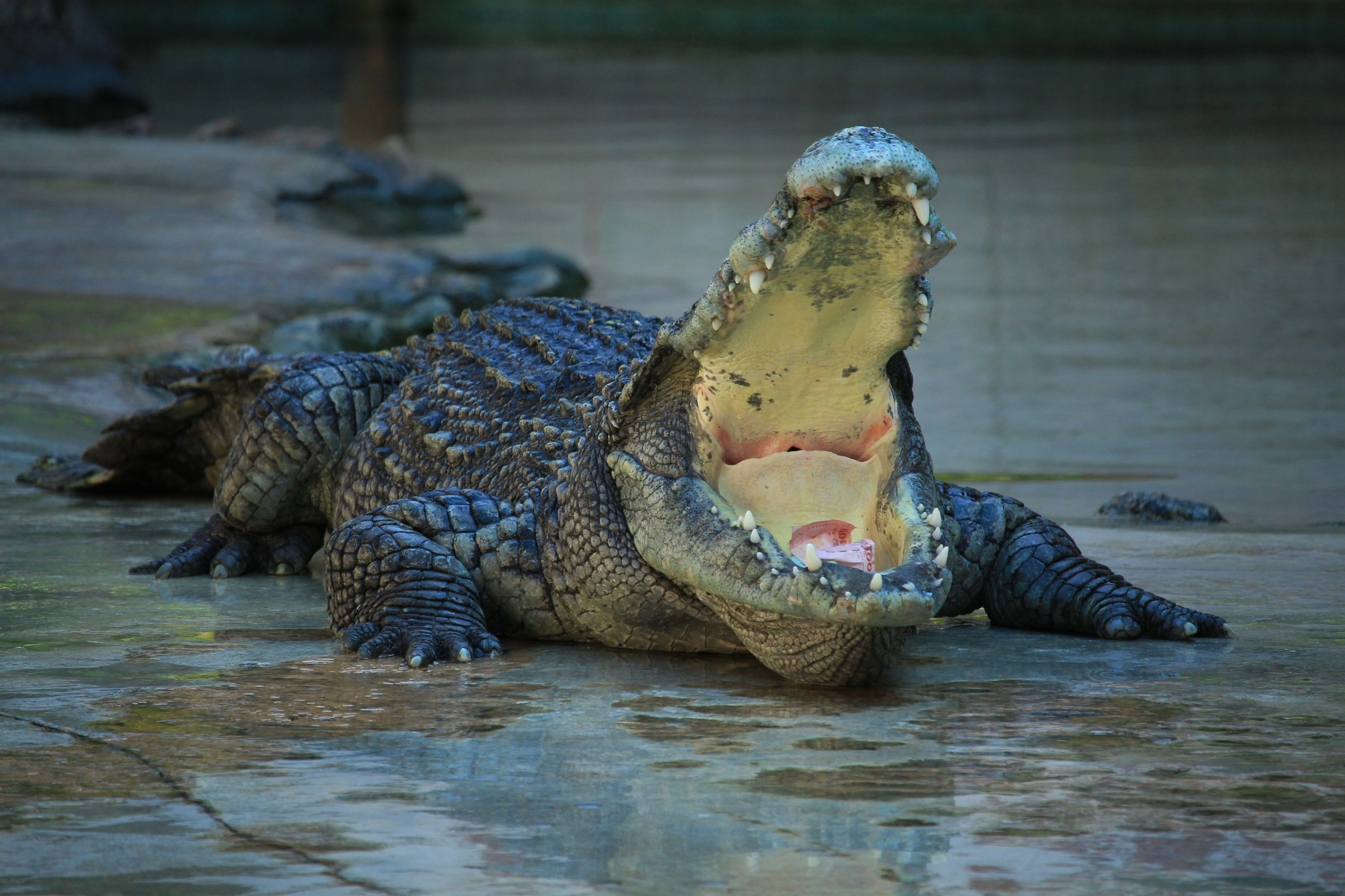 Open-Jawed Sentinel: A Crocodile Perched on a Wet Concrete Stage