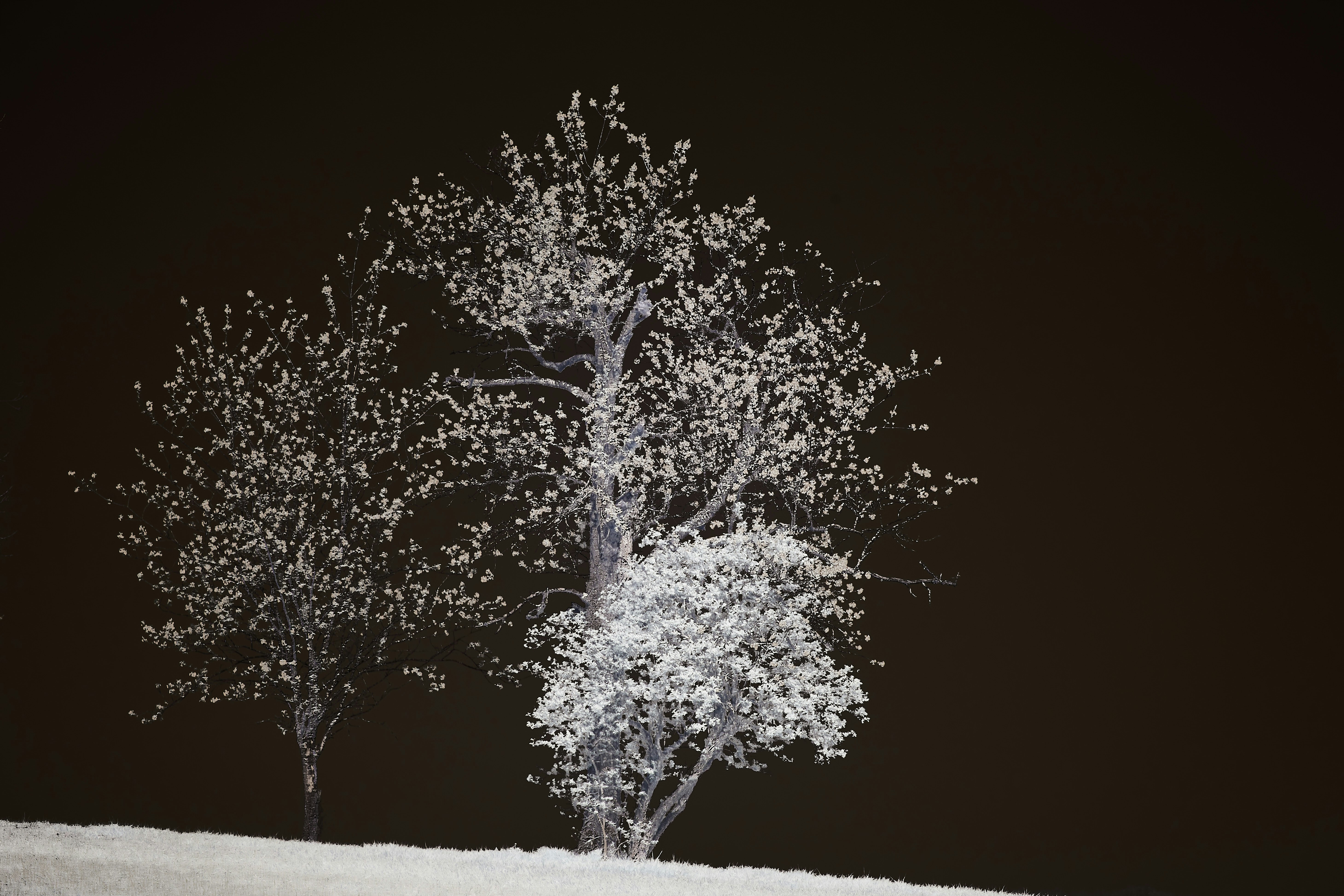 Grayscale photo of tree on field photo – Free Wallpapers Image on Unsplash