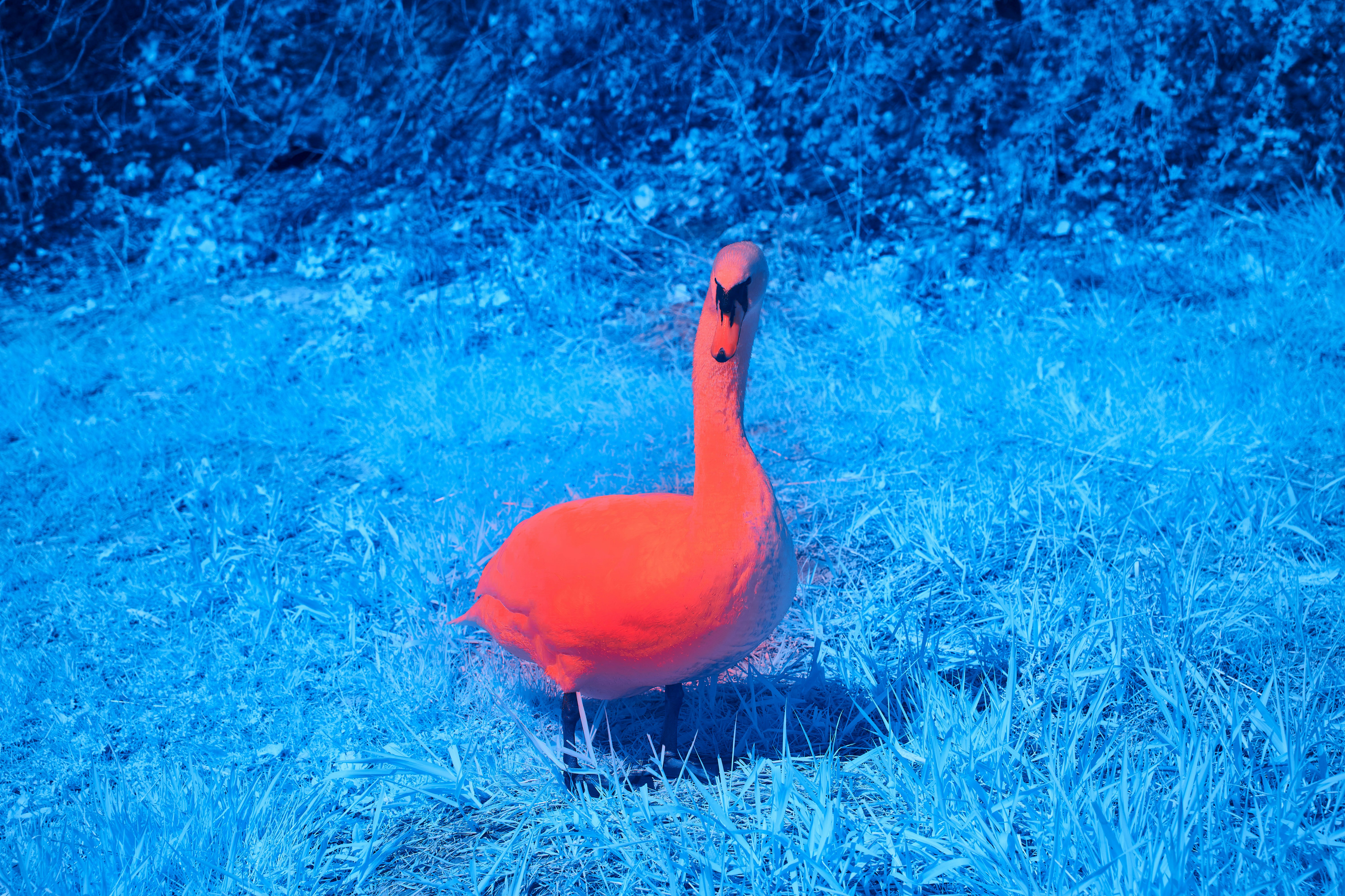 blue duck on green grass