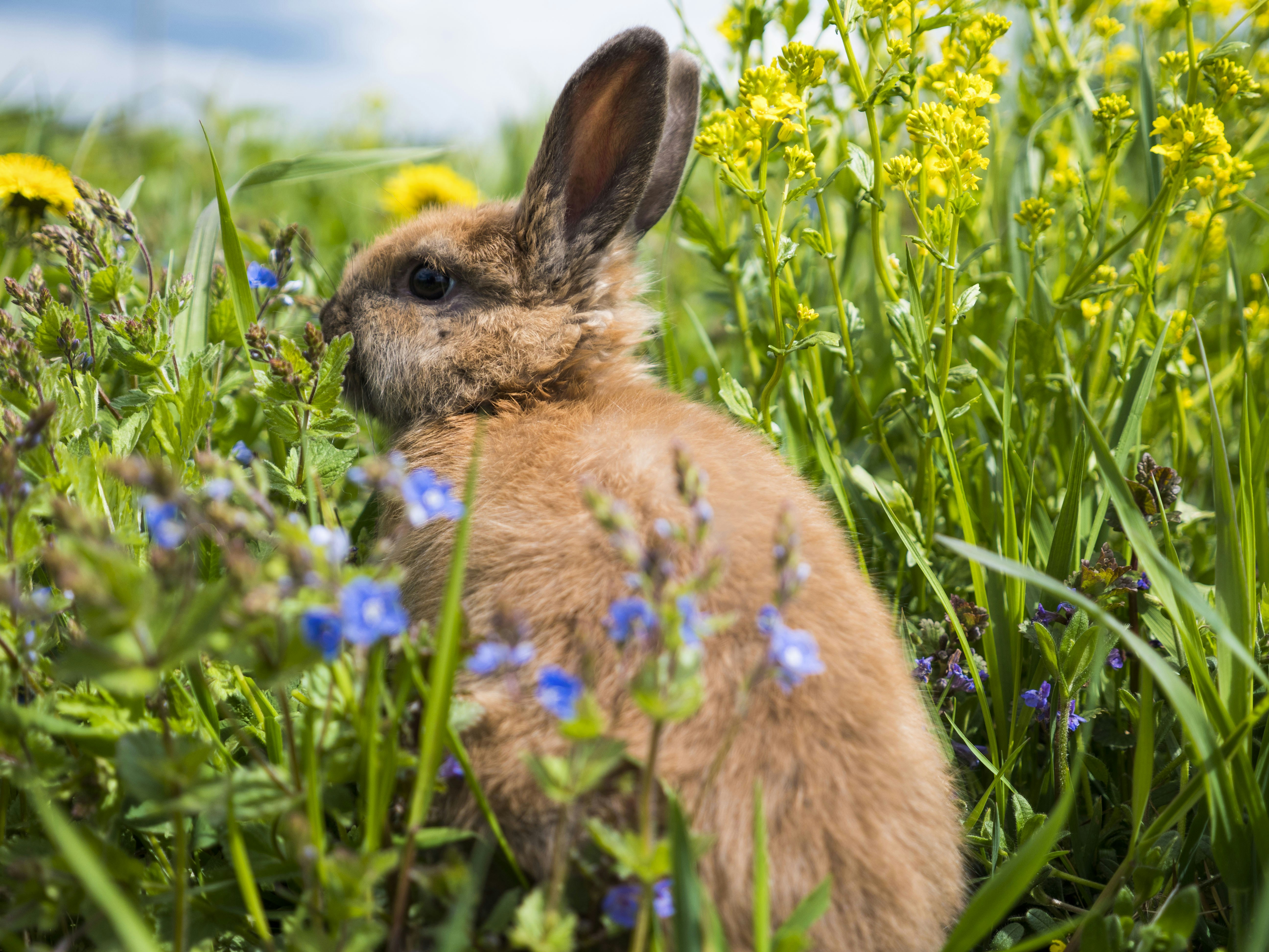 A rabbit is sitting in a field of flowers photo – Free Animal Image on ...