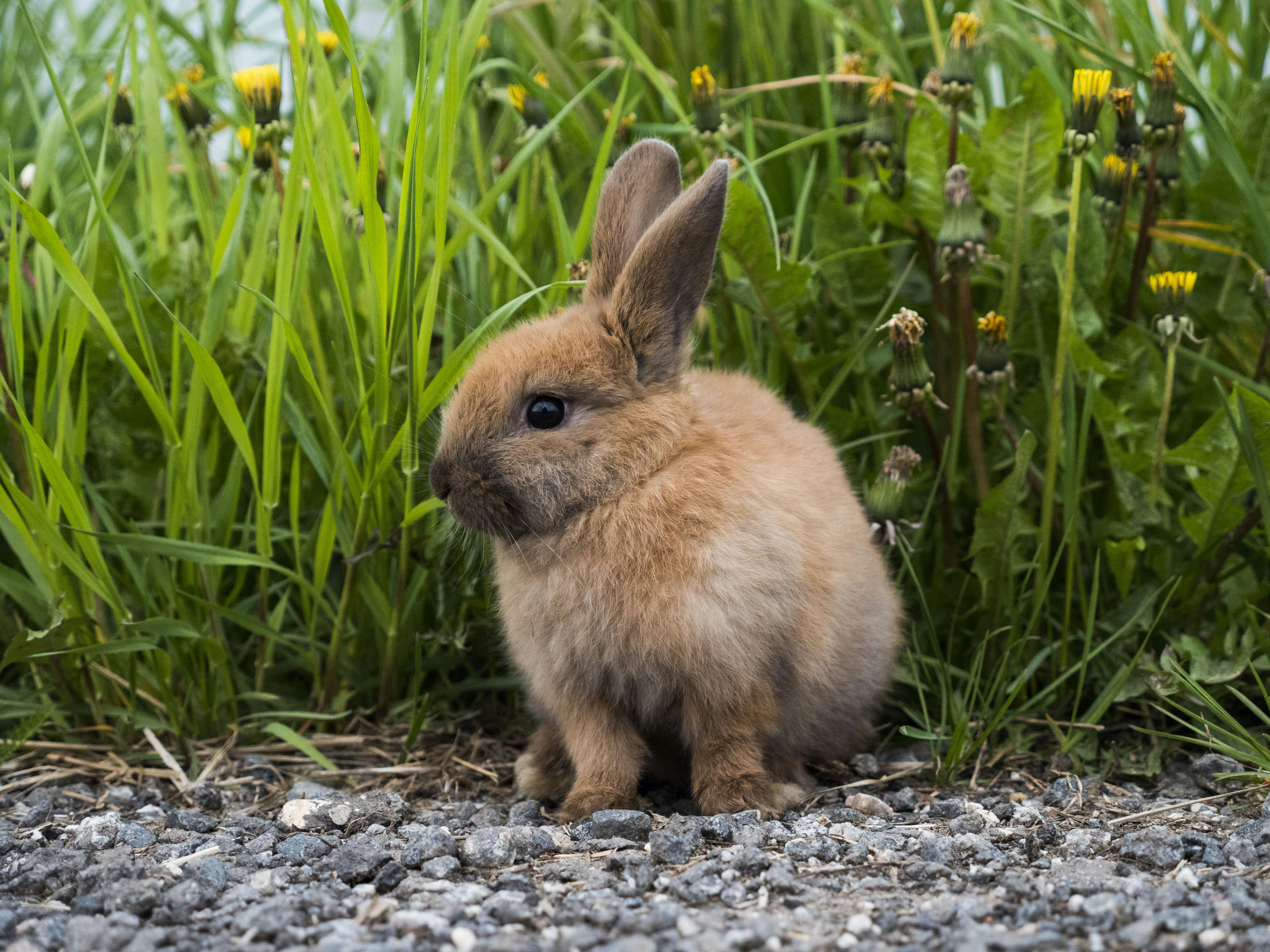 A small rabbit is sitting in the grass photo – Free Animal Image on ...